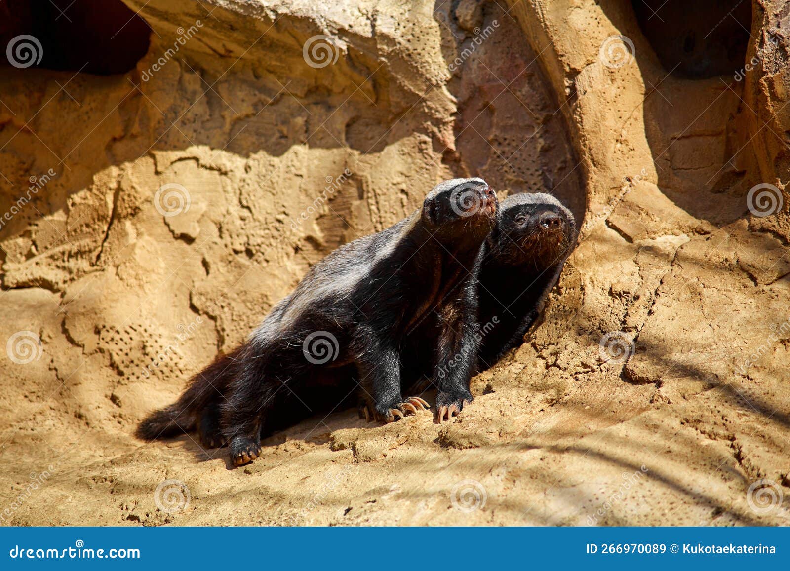 The Honey Badger Basks in the Sun on a Stone at the Zoo Stock Image ...