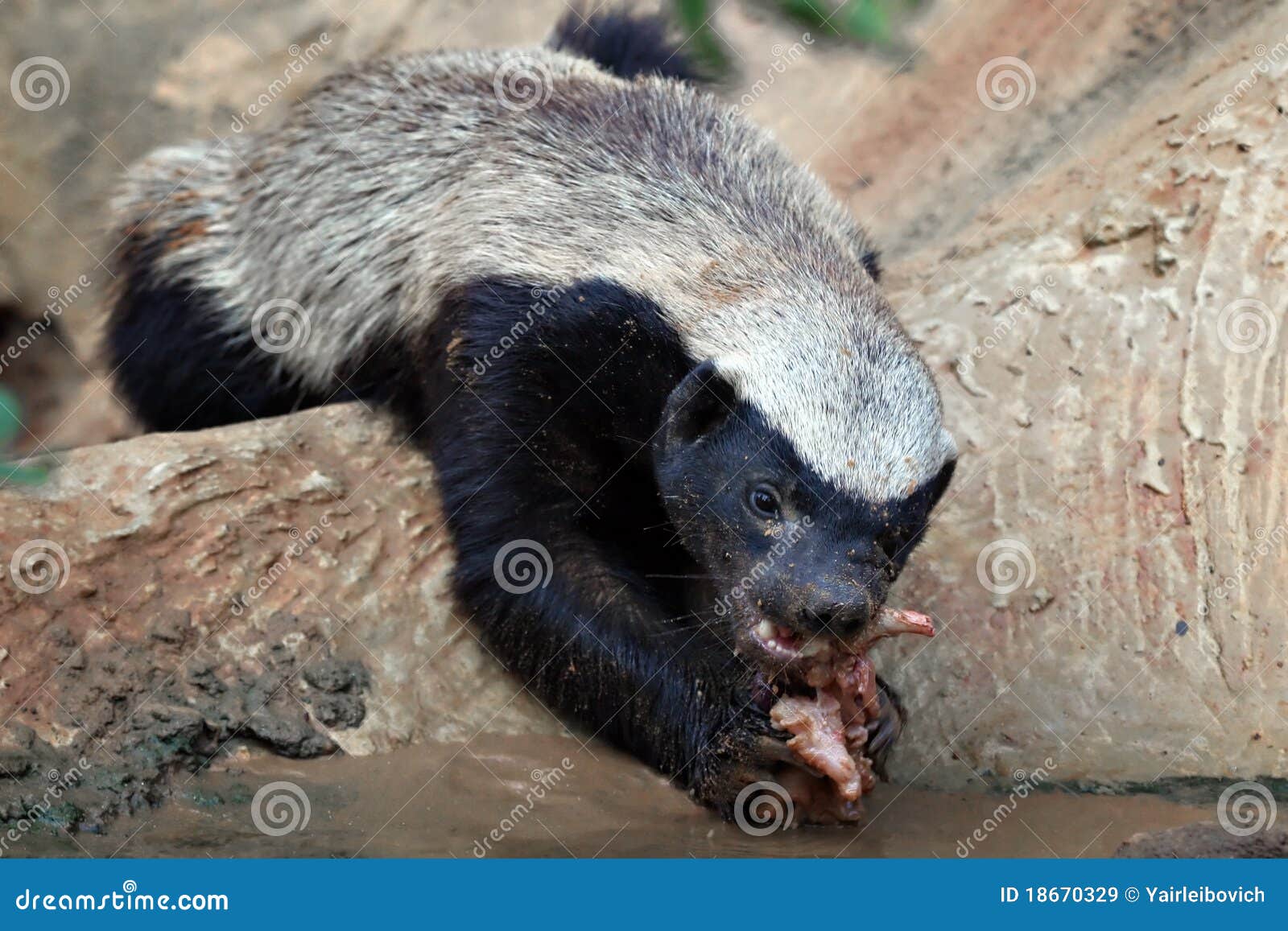 Honey badger feeding stock image. Image of badger, carcass - 18670329