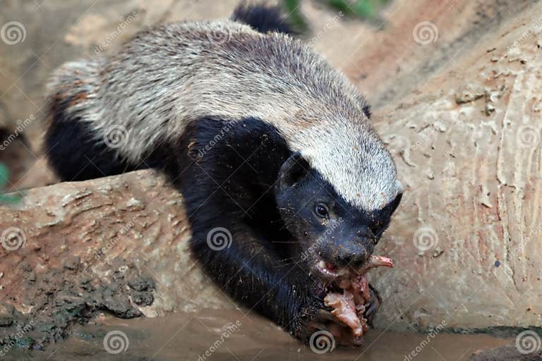 Honey badger feeding stock image. Image of badger, carcass - 18670329
