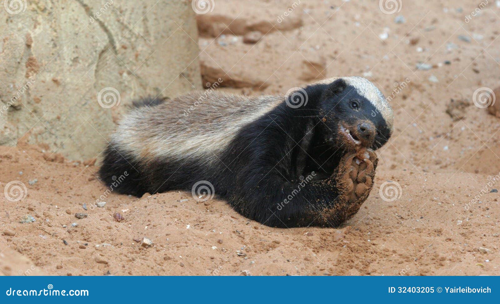 Honey badger feeding stock image. Image of weasel, meat - 32403205