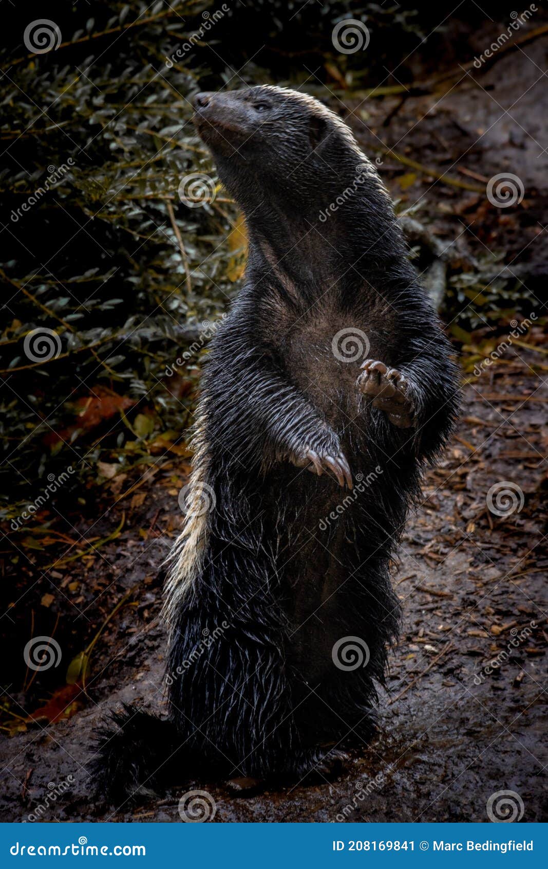 Honey badger stock image. Image of badger, legs, honey - 208169841