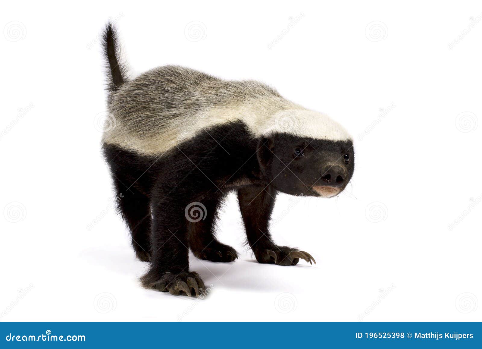 Honey Badger Mellivora Capensis Stock Photo - Image of southern ...