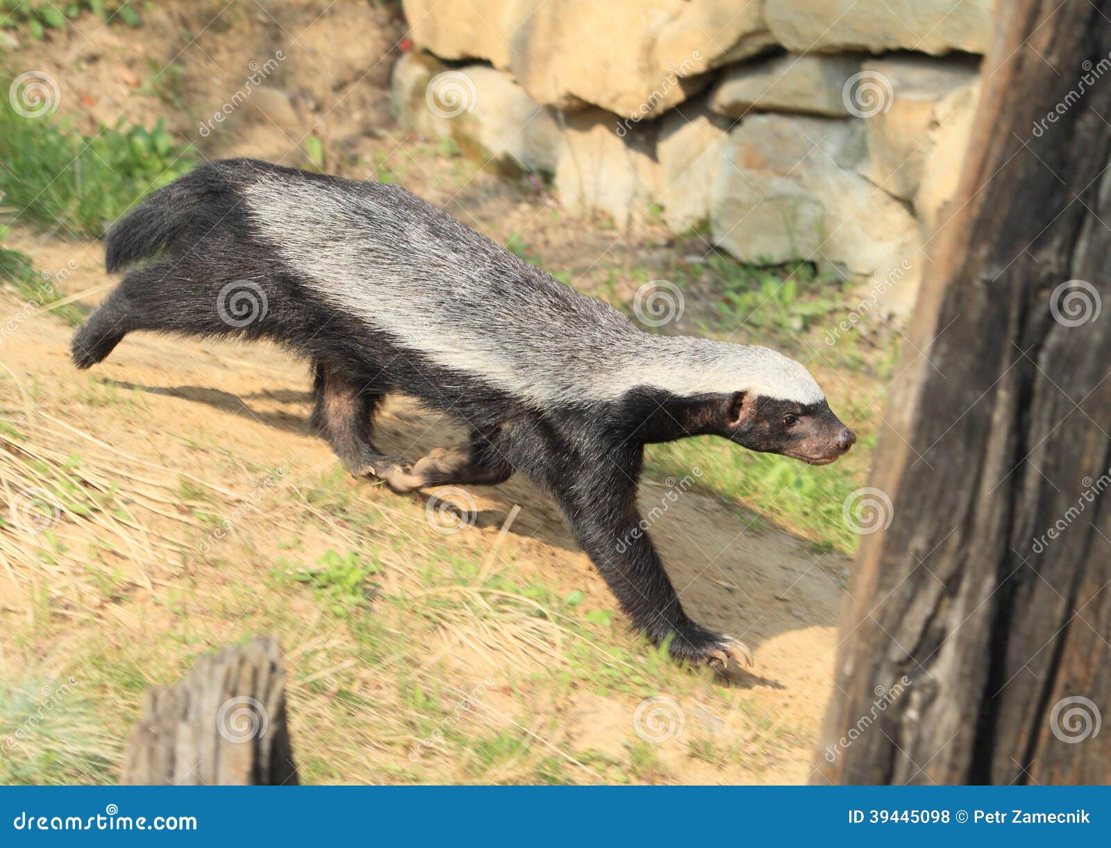 Honey badger stock photo. Image of mammal, wild, white - 39445098