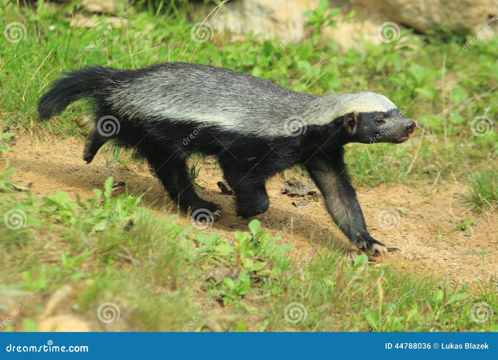 Honey badger stock photo. Image of grass, nature, capensis - 44788036