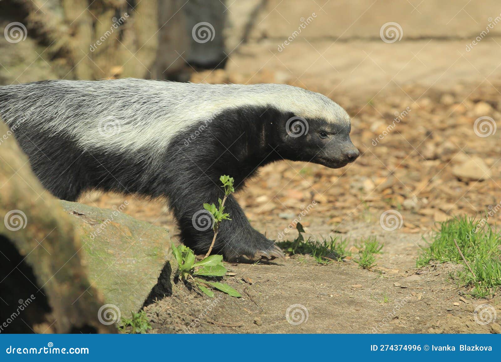 Honey badger stock photo. Image of mammal, ratel, nature - 274374996