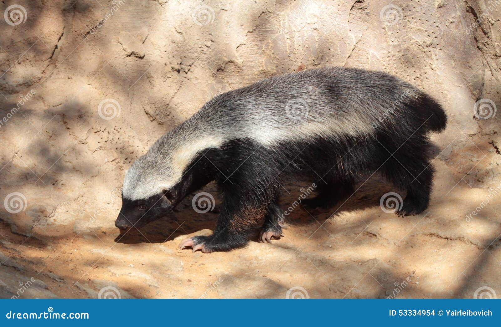 Honey badger stock photo. Image of badger, strolling - 53334954