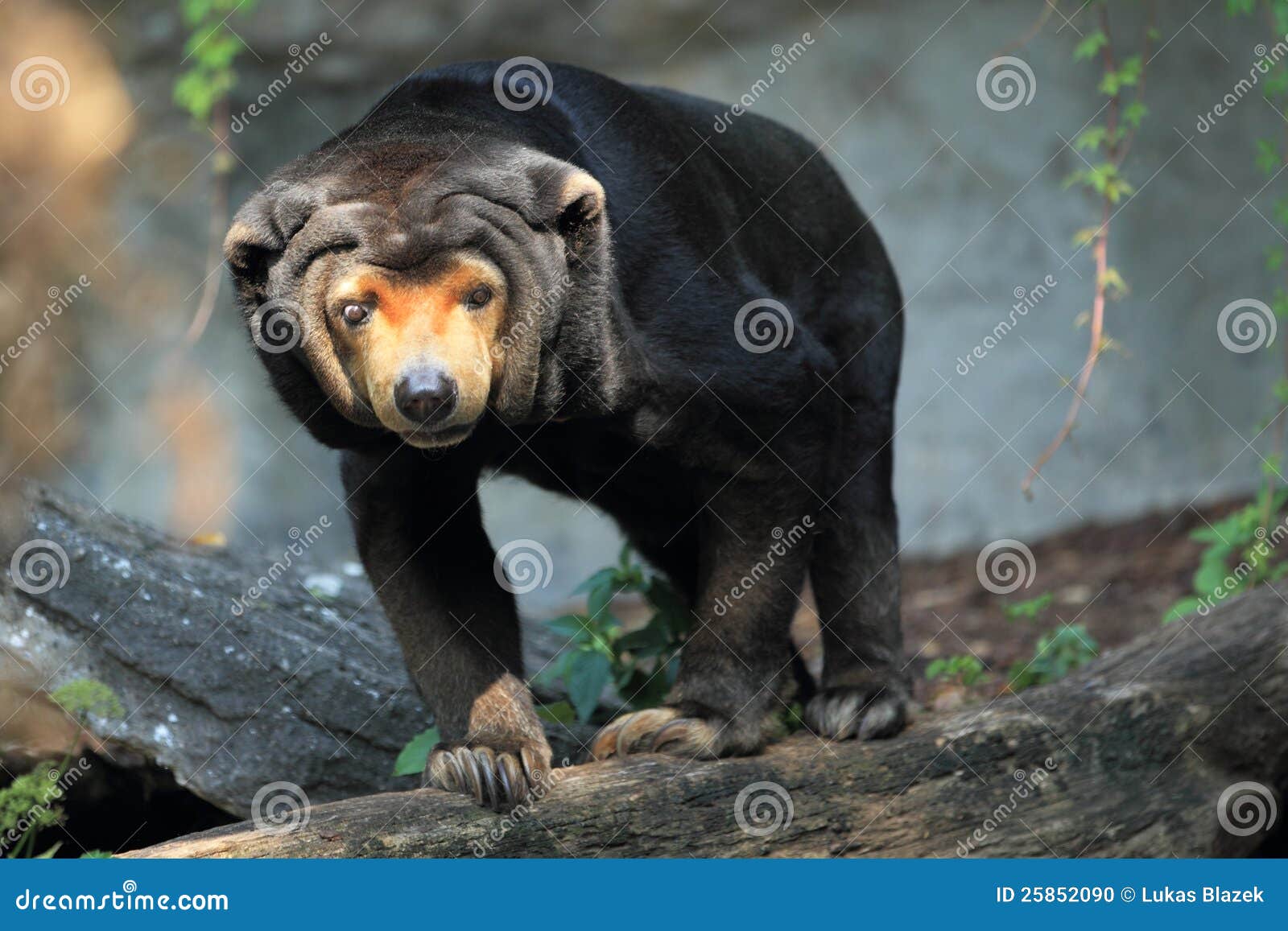 Honey bear stock photo. Image of malayan, mammal, basel - 25852090