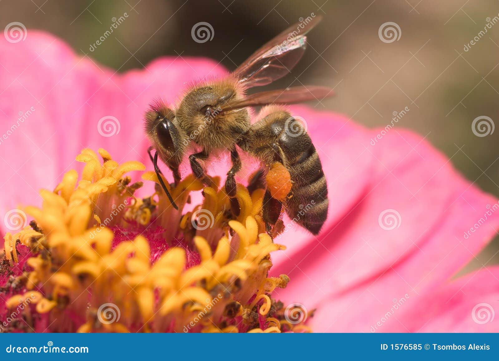 Glean Cartoons, Illustrations & Vector Stock Images - 111 Pictures to ...