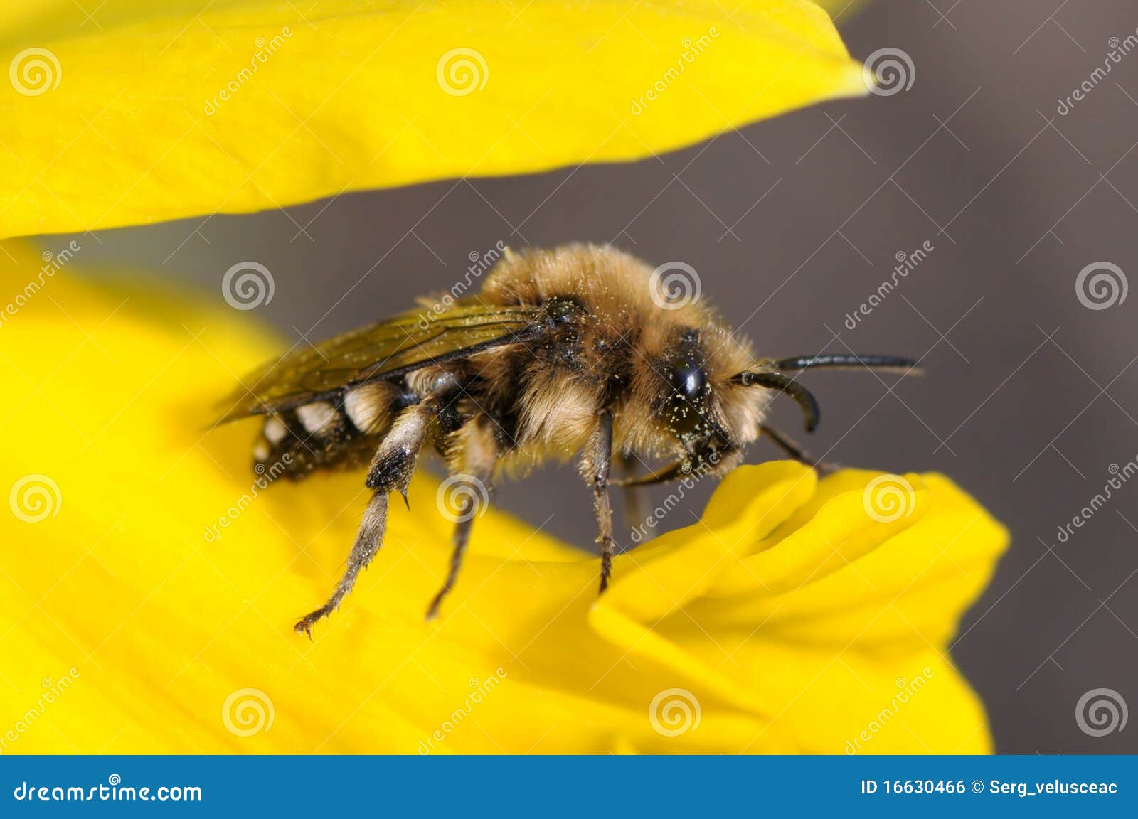 Honey bee stock photo. Image of plant, collect, grain - 16630466