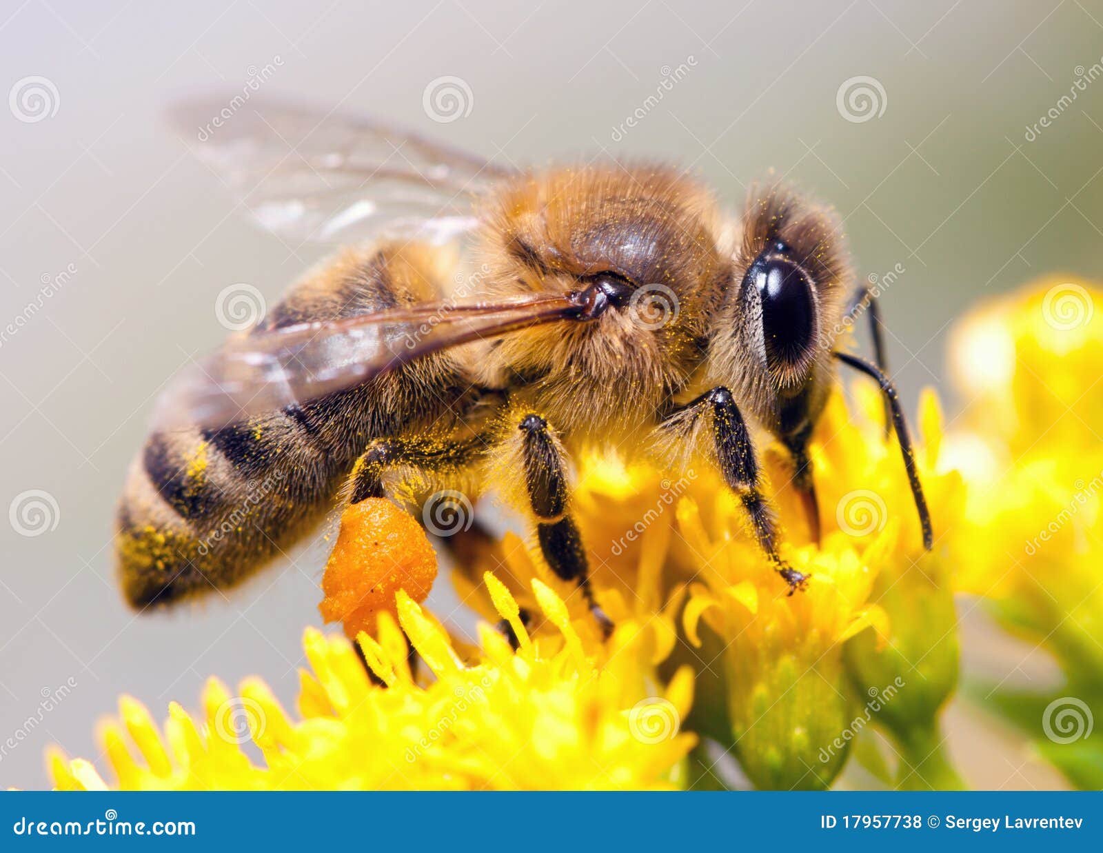 Honey Bee stock photo. Image of animal, close, spring - 17957738