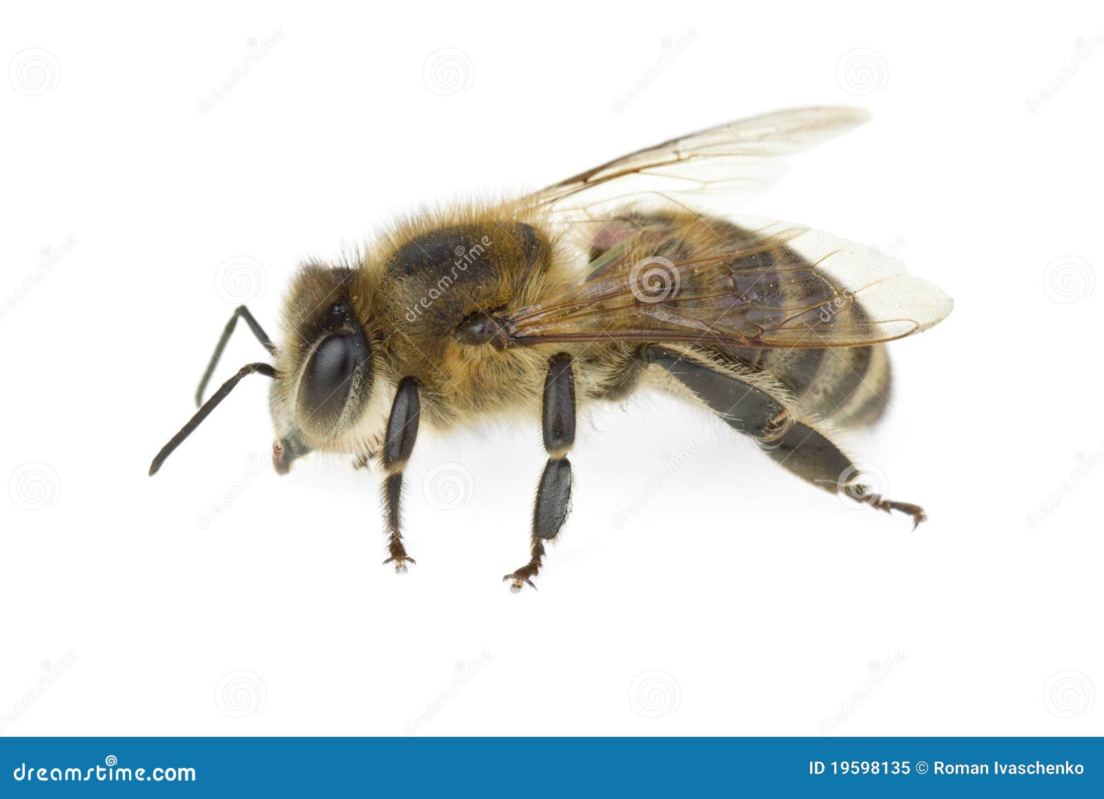 Honey bee stock image. Image of crawl, animal, hairy - 19598135