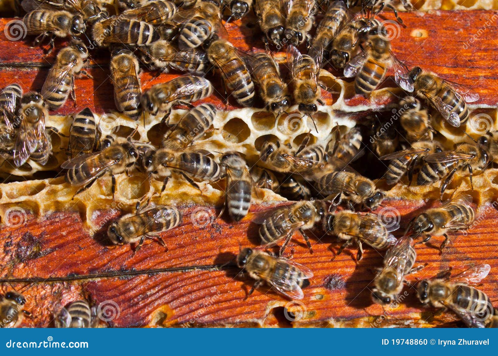 Honey bee stock photo. Image of beekeeping, colour, bumble - 19748860