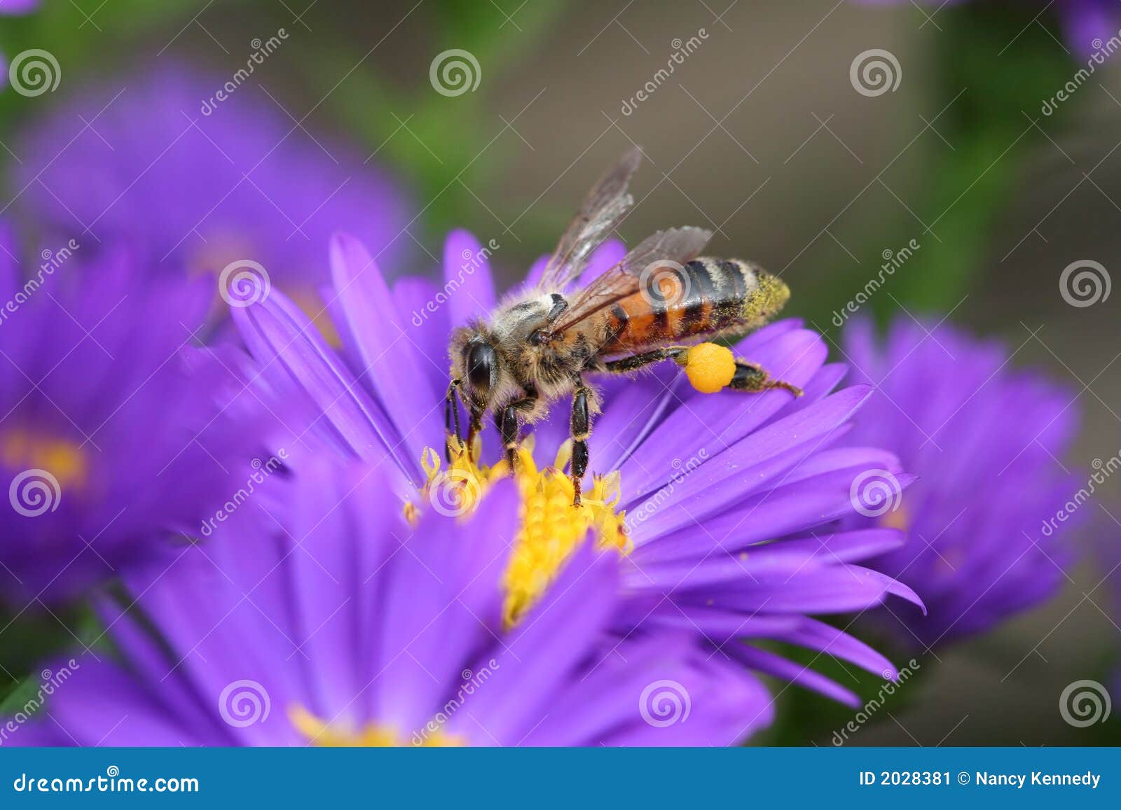 Honey Bee stock image. Image of honeybee, macro, garden - 2028381