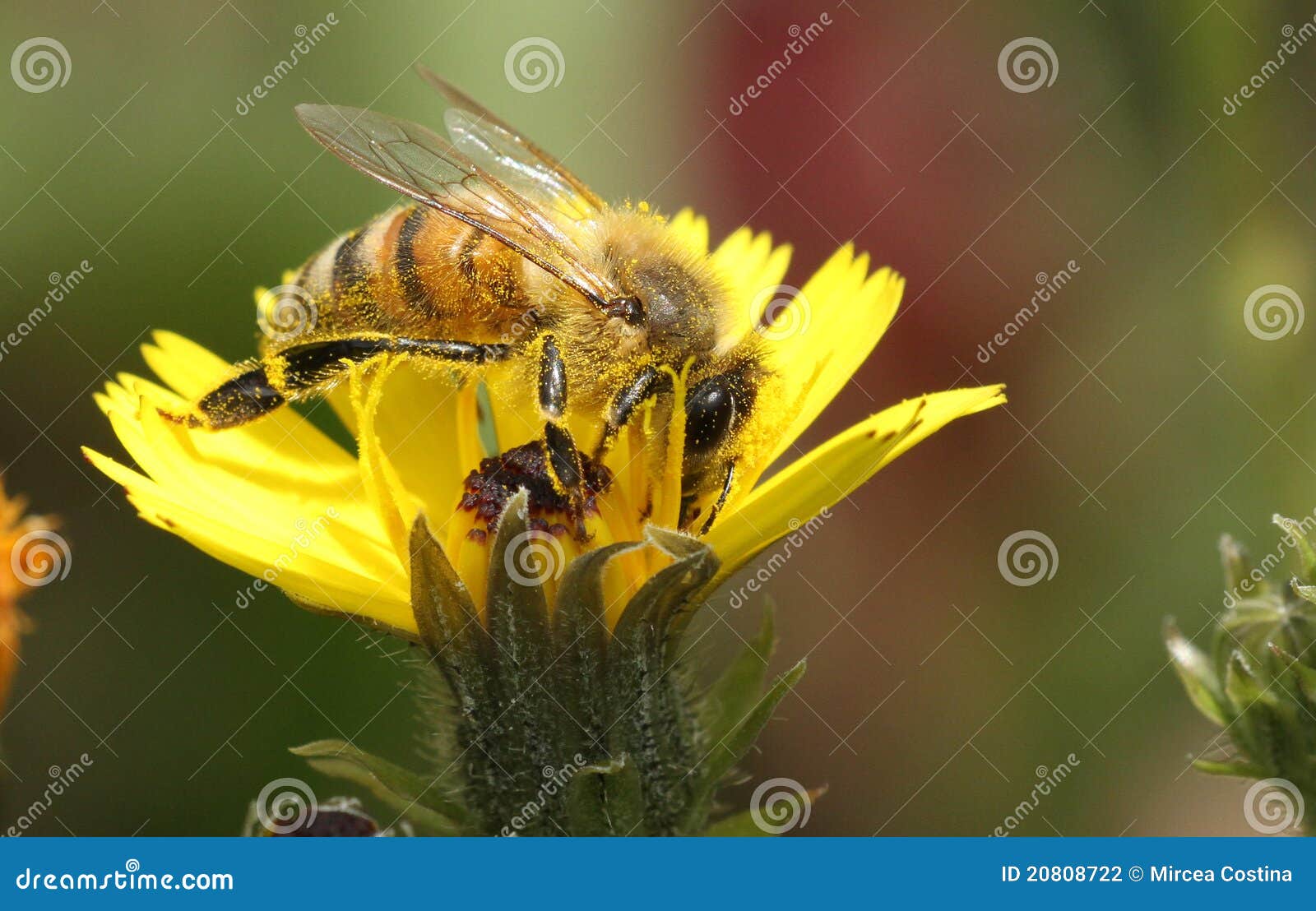 Honey Bee stock photo. Image of closeup, background, brown - 20808722