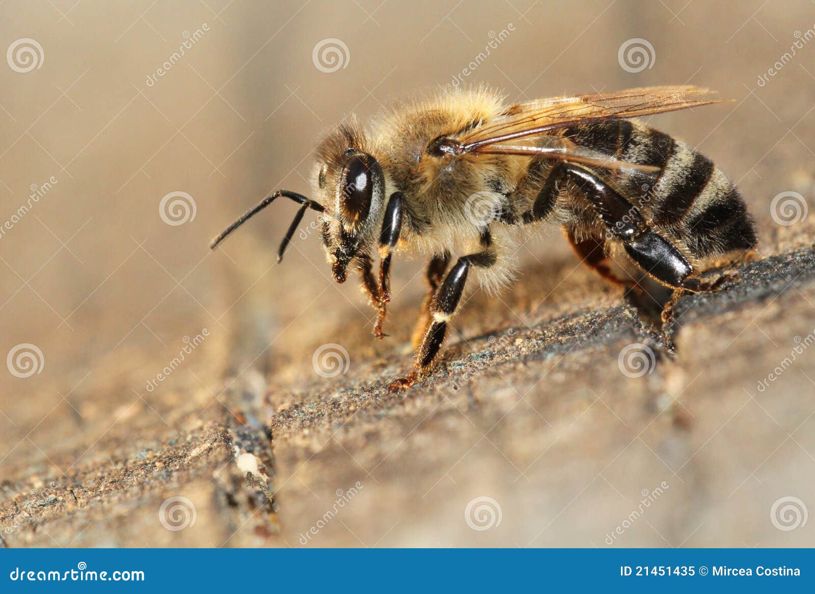 Honey Bee stock image. Image of guardianenvironment, drinking - 21451435
