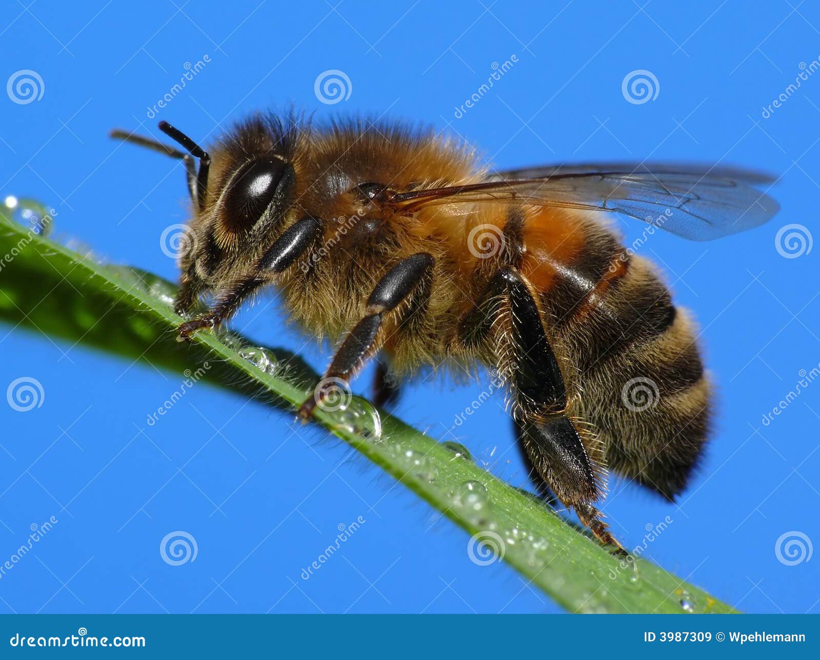 Honey bee stock image. Image of pehlemann, walther, wings - 3987309