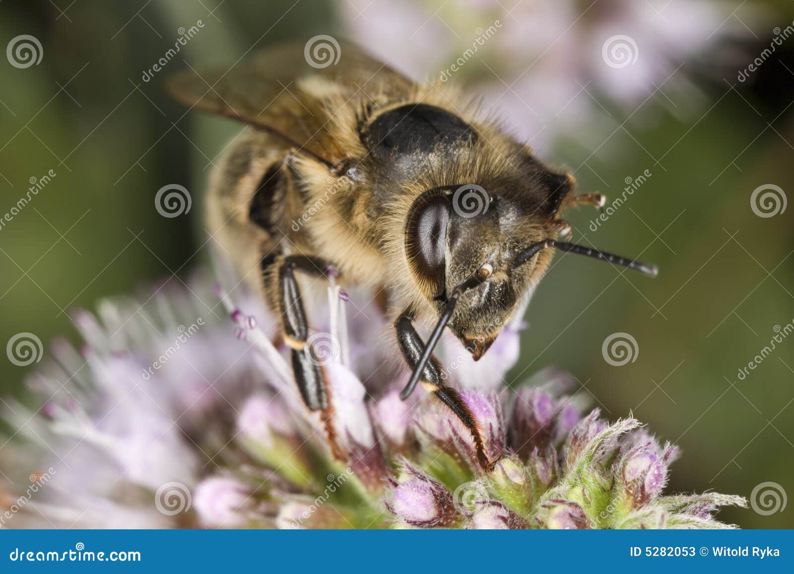Honey bee stock image. Image of nature, close, fragility - 5282053