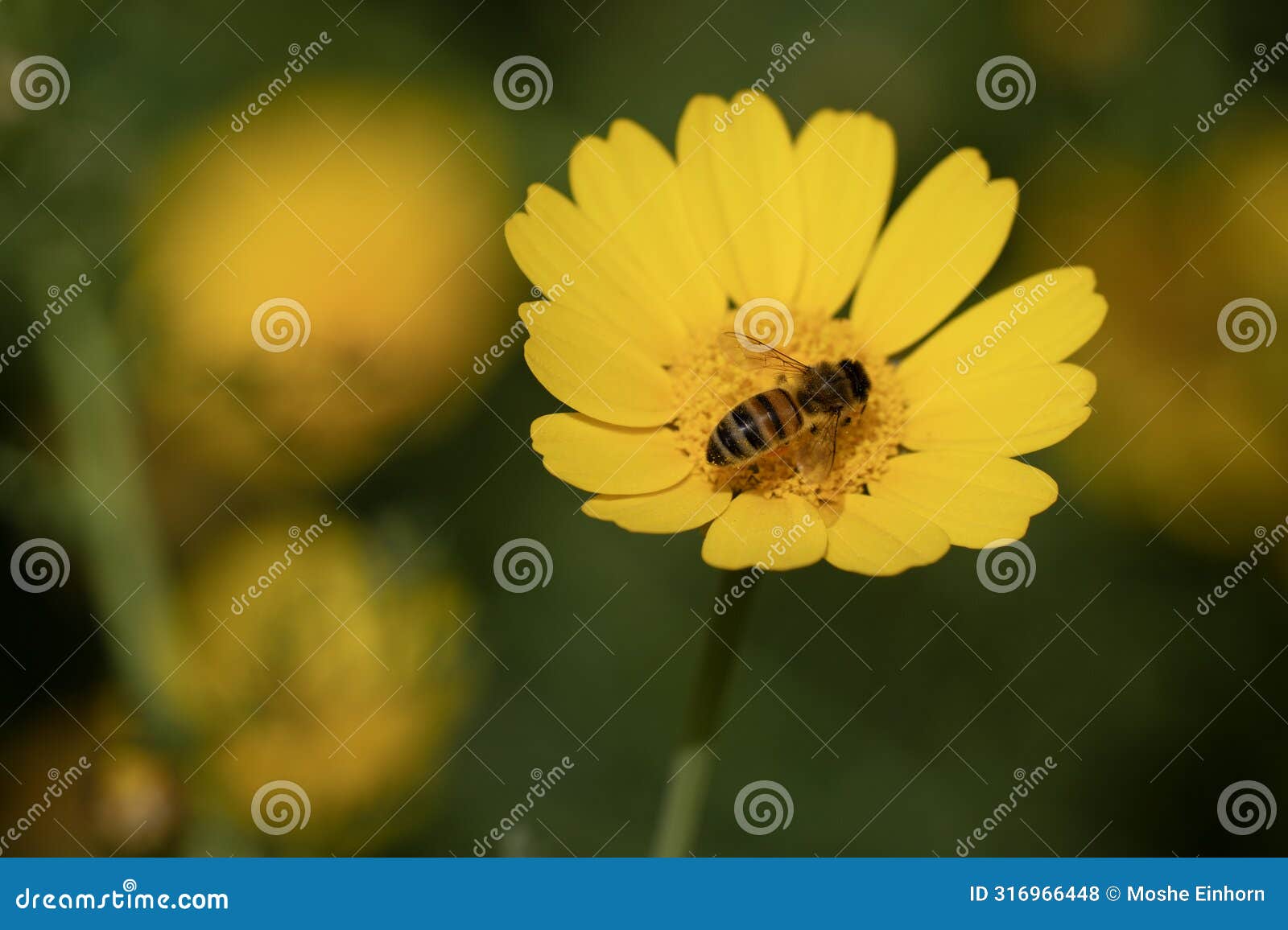 Crown Of Honey Locust Tree Also Known As Gleditsia Triacanthos In ...