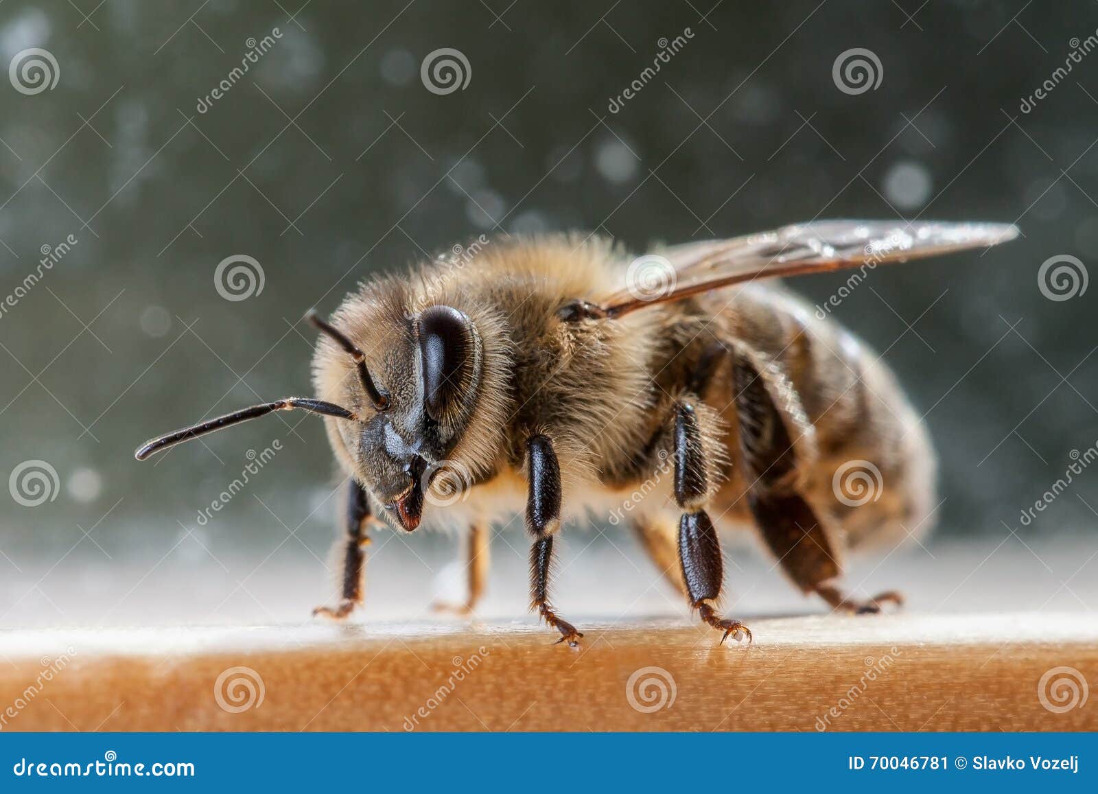 222 Honey Bee Apis Mellifera Carnica Stock Photos - Free & Royalty-Free ...