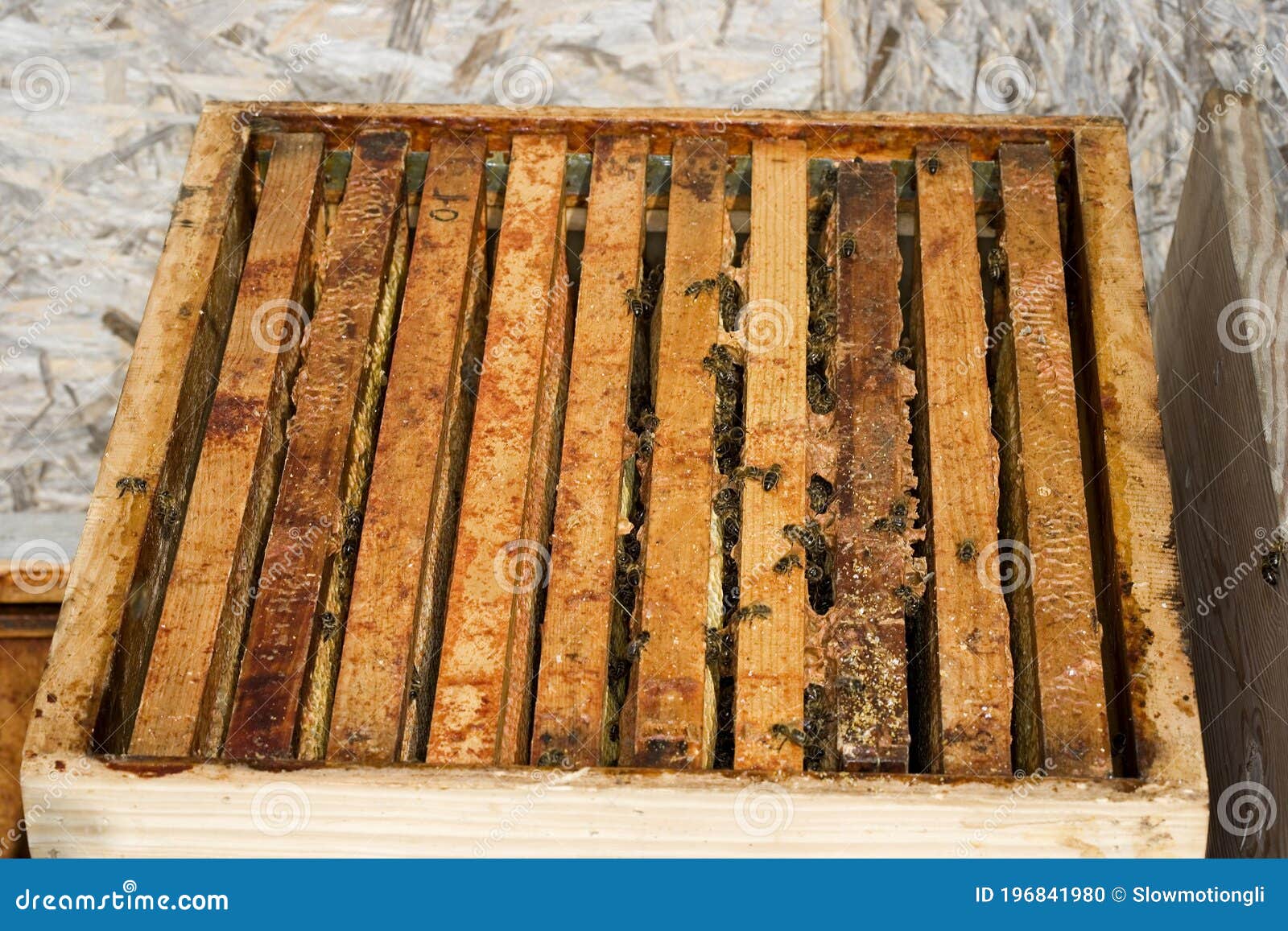 Honey Bee, Apis Mellifera, Comb, Bee Hive in Normandy Stock Photo ...