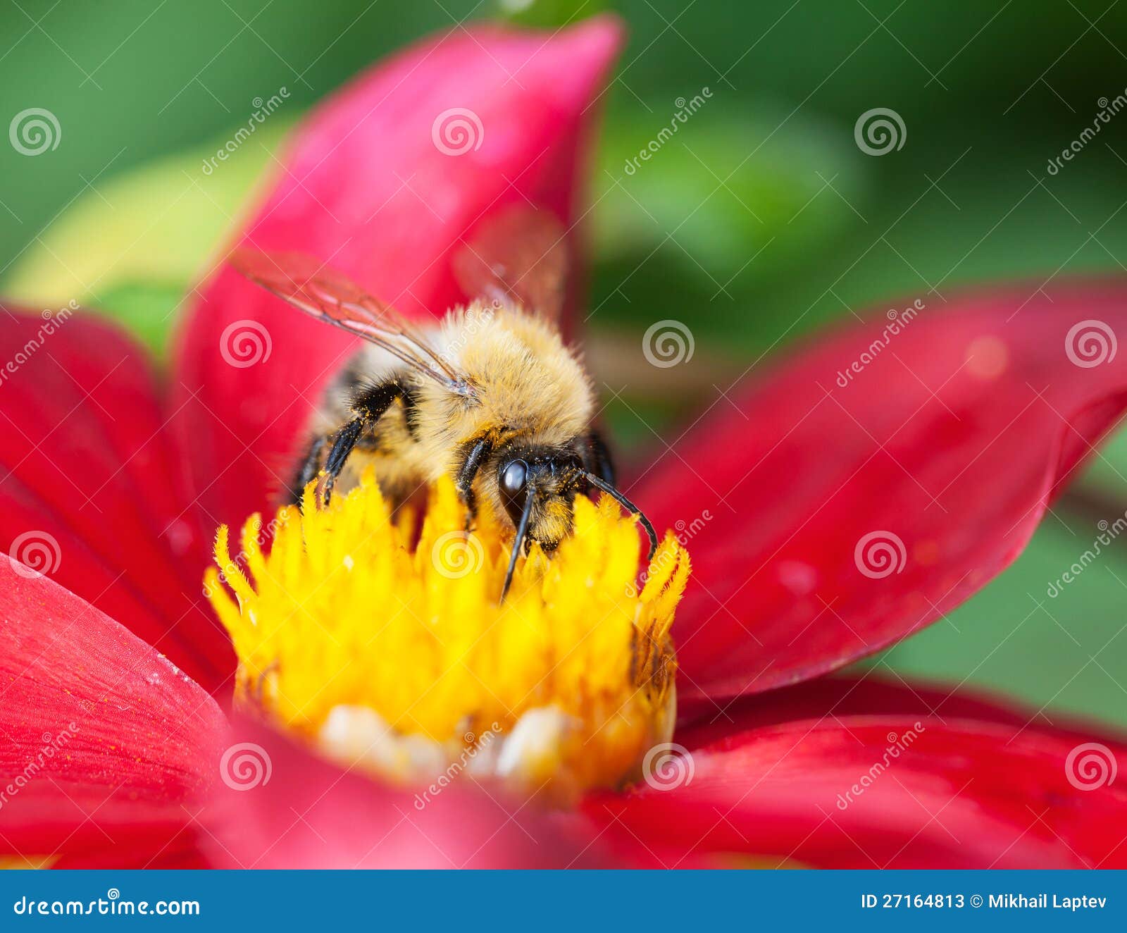 Honey Bee (Apis Mellifera) on Dahlia Flower Stock Image - Image of ...