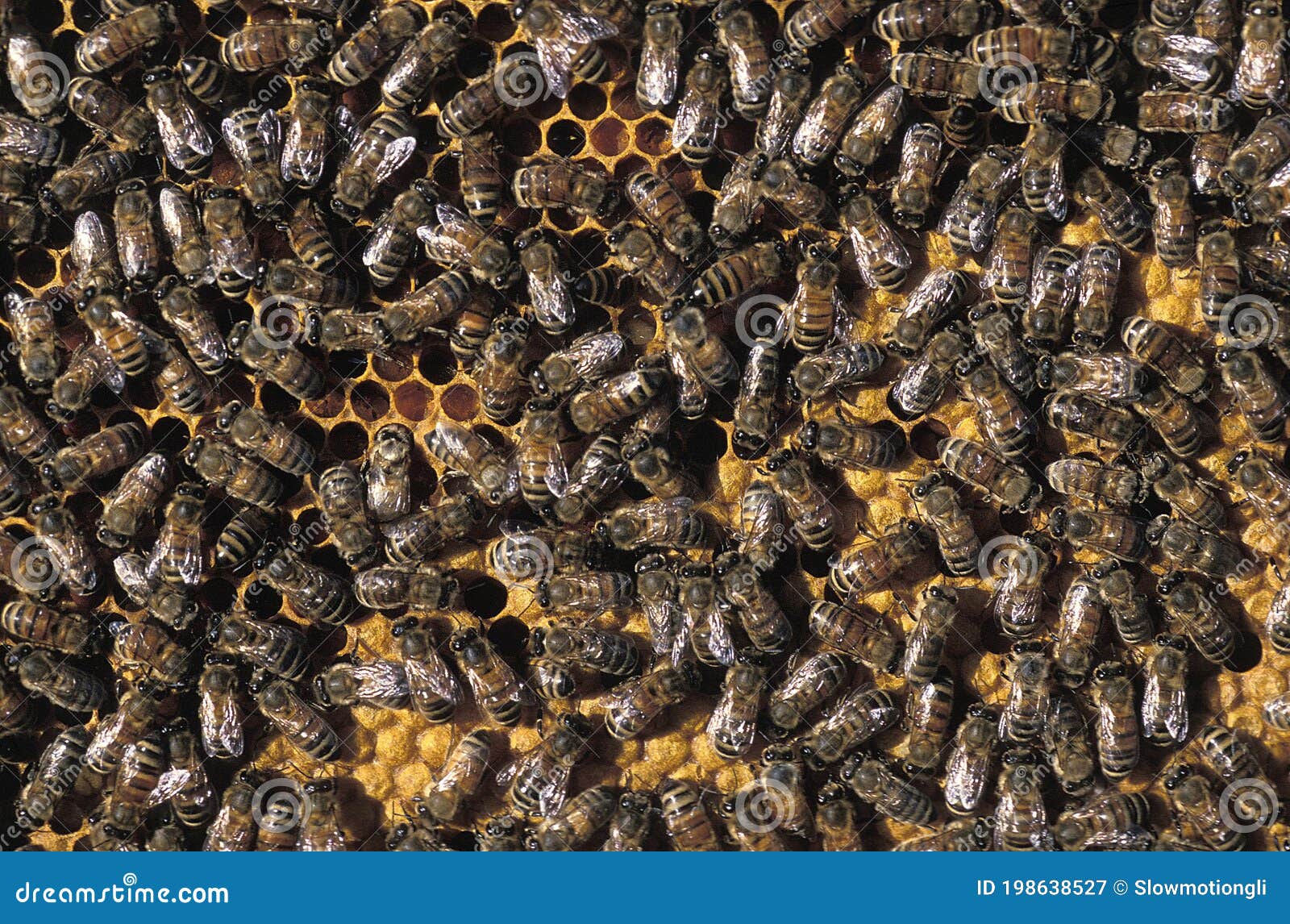 Honey Bee, Apis Mellifera, Hive Stock Image - Image of europe, outdoors ...