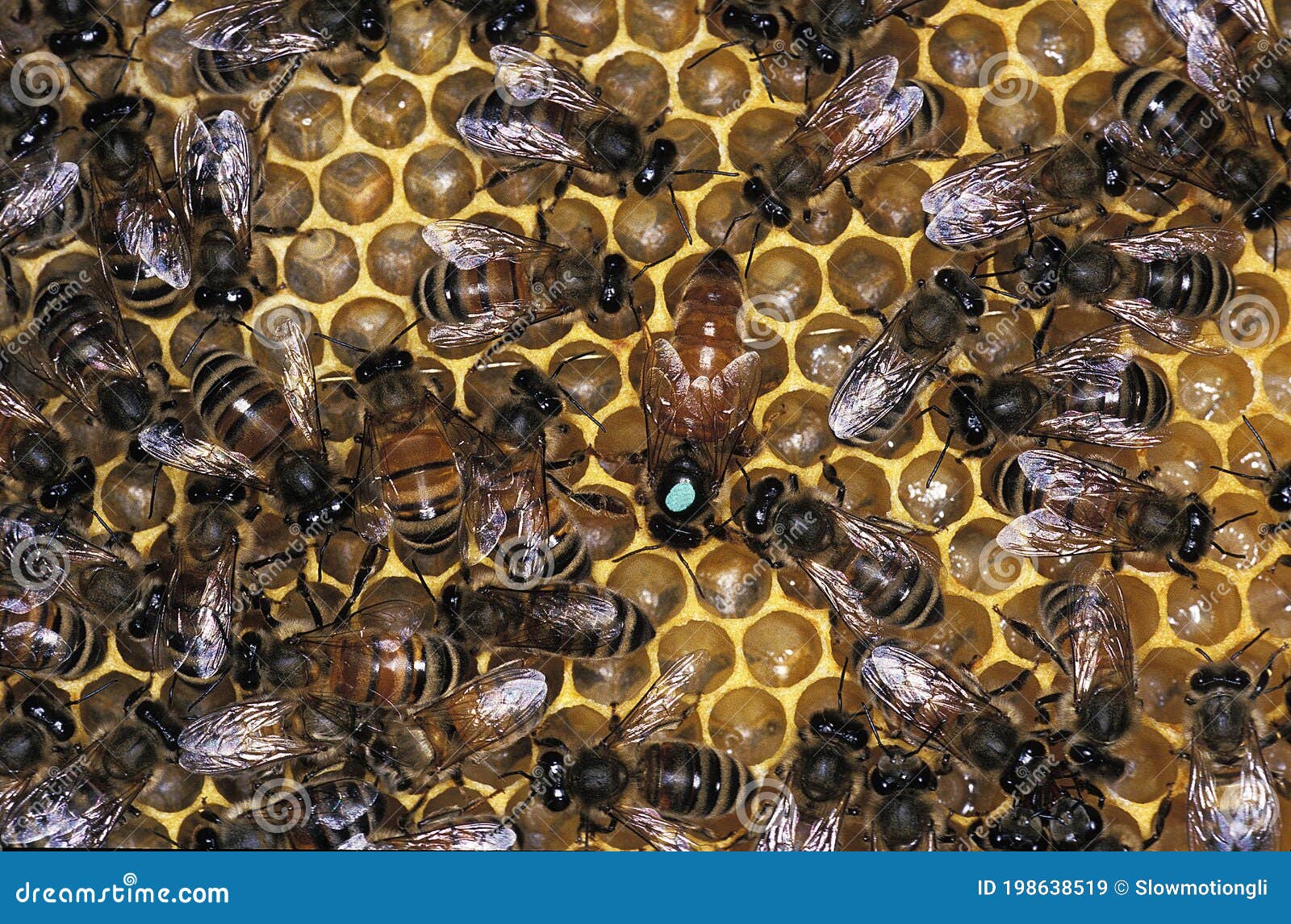 Honey Bee, Apis Mellifera, Hive with Queen in the Middle Stock Image ...