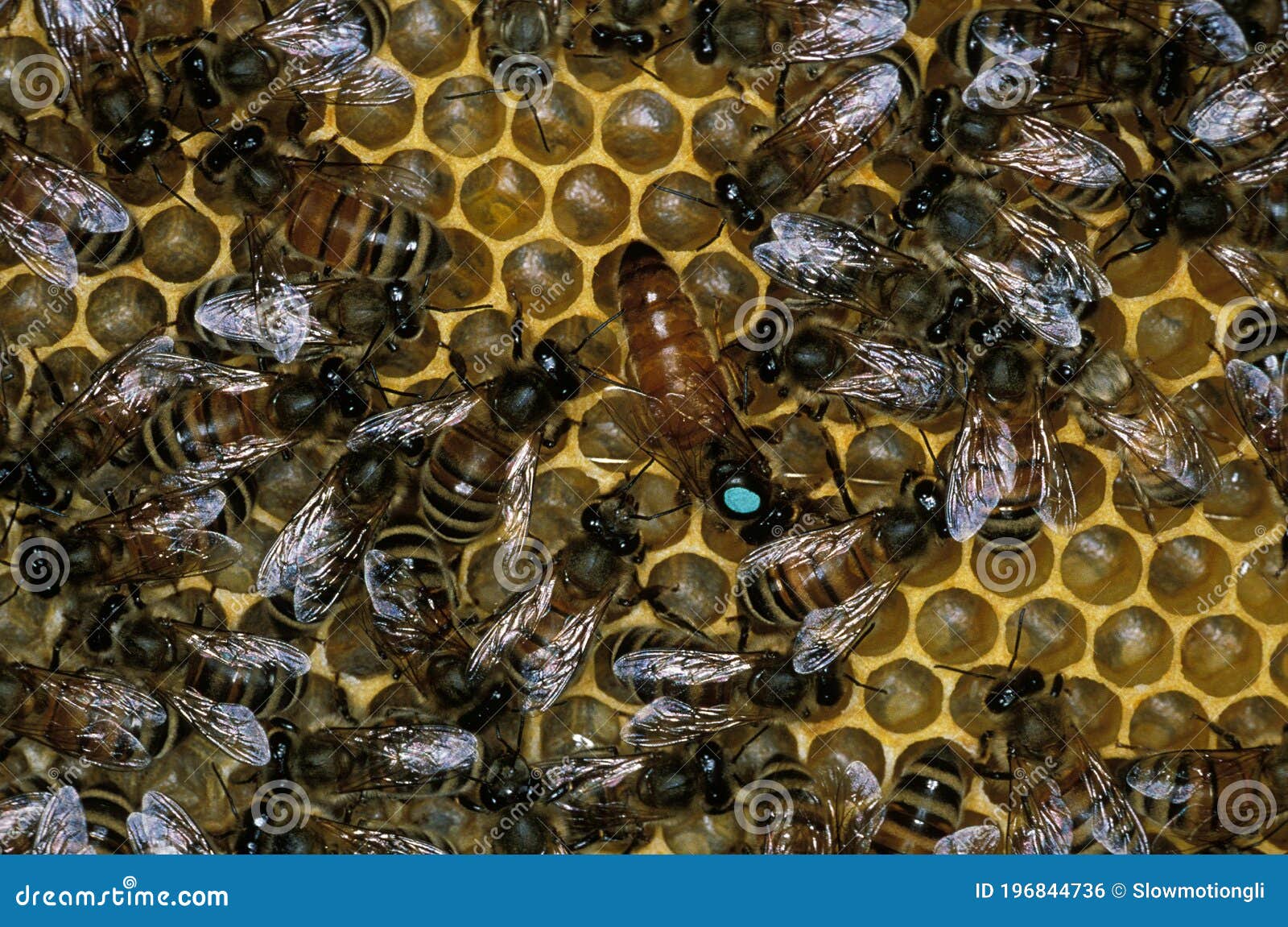 Honey Bee, Apis Mellifera, Hive Showing Queen and Workers Stock Photo ...