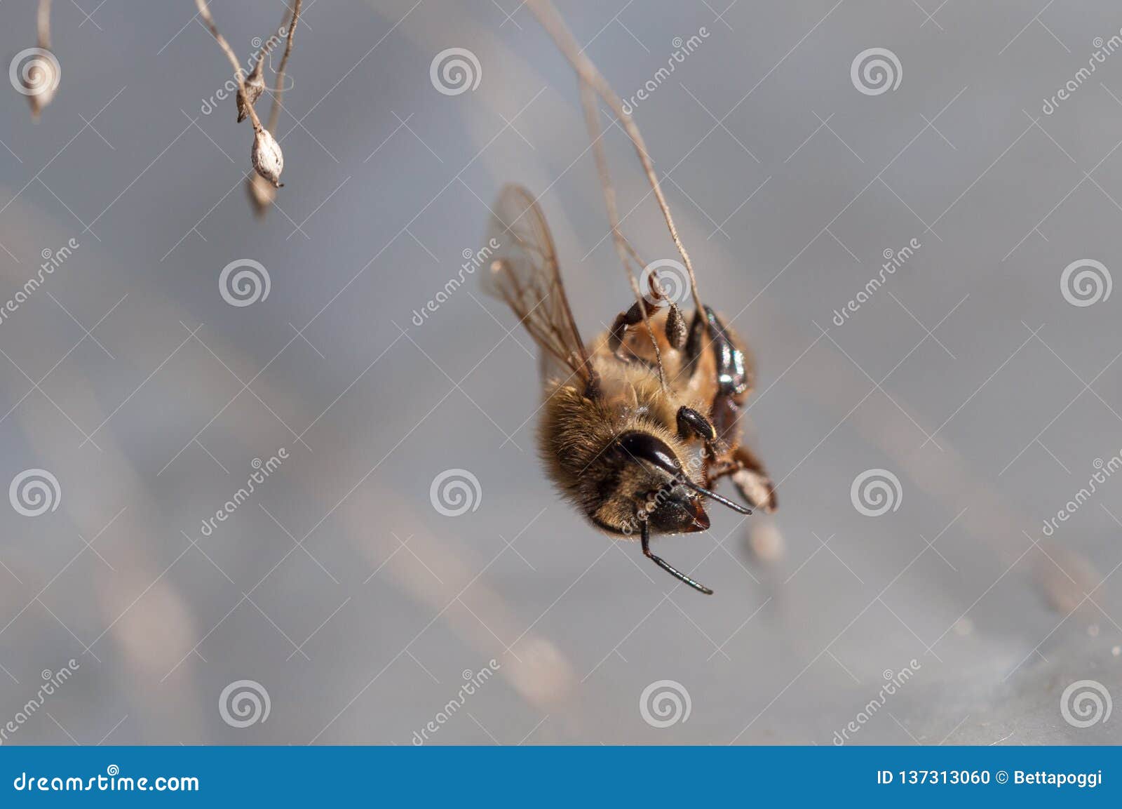 Honey Bee Dancing on a String of Dry Grass Stock Photo - Image of ...