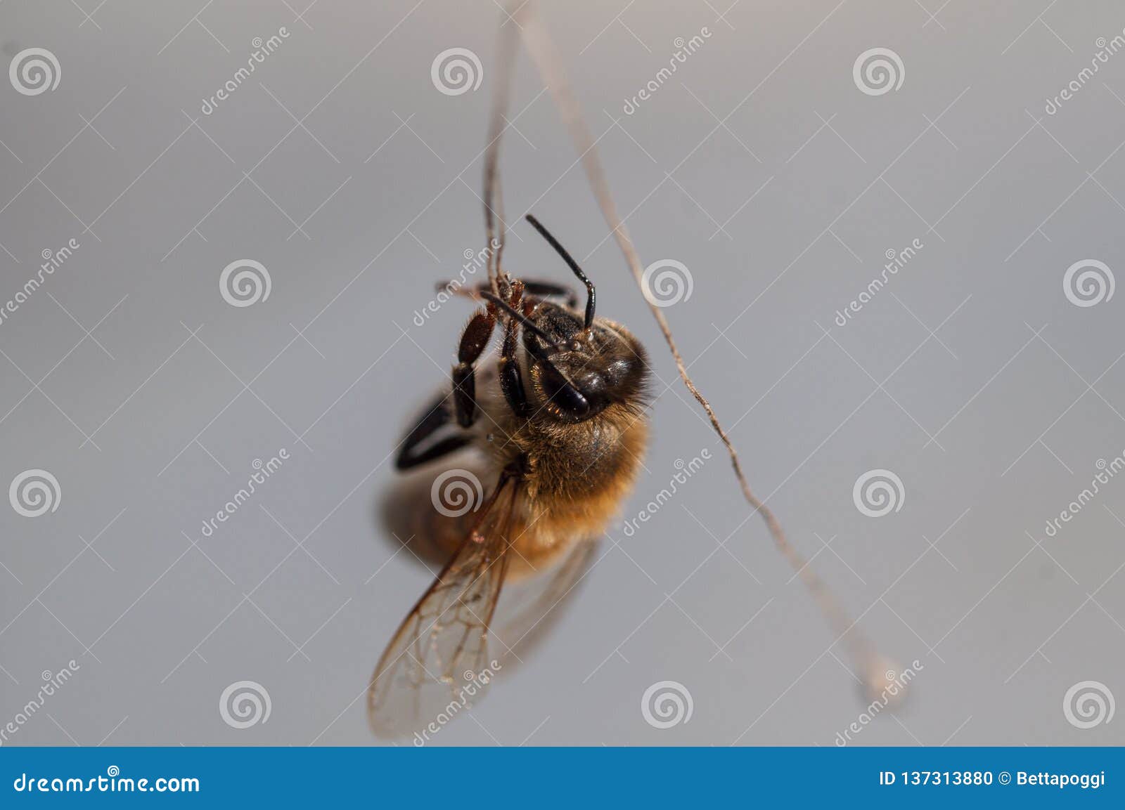 Honey Bee Dancing on a String of Dry Grass Stock Photo - Image of ...