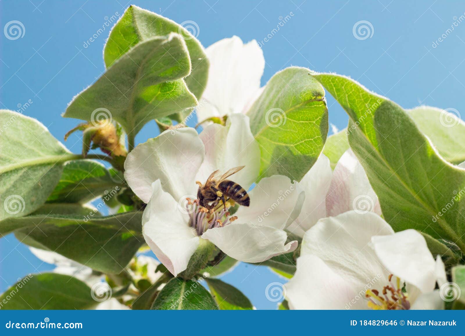 Honey Bee on Apple Blossom. Bee Collects Nectar on the Flowers of Apple ...