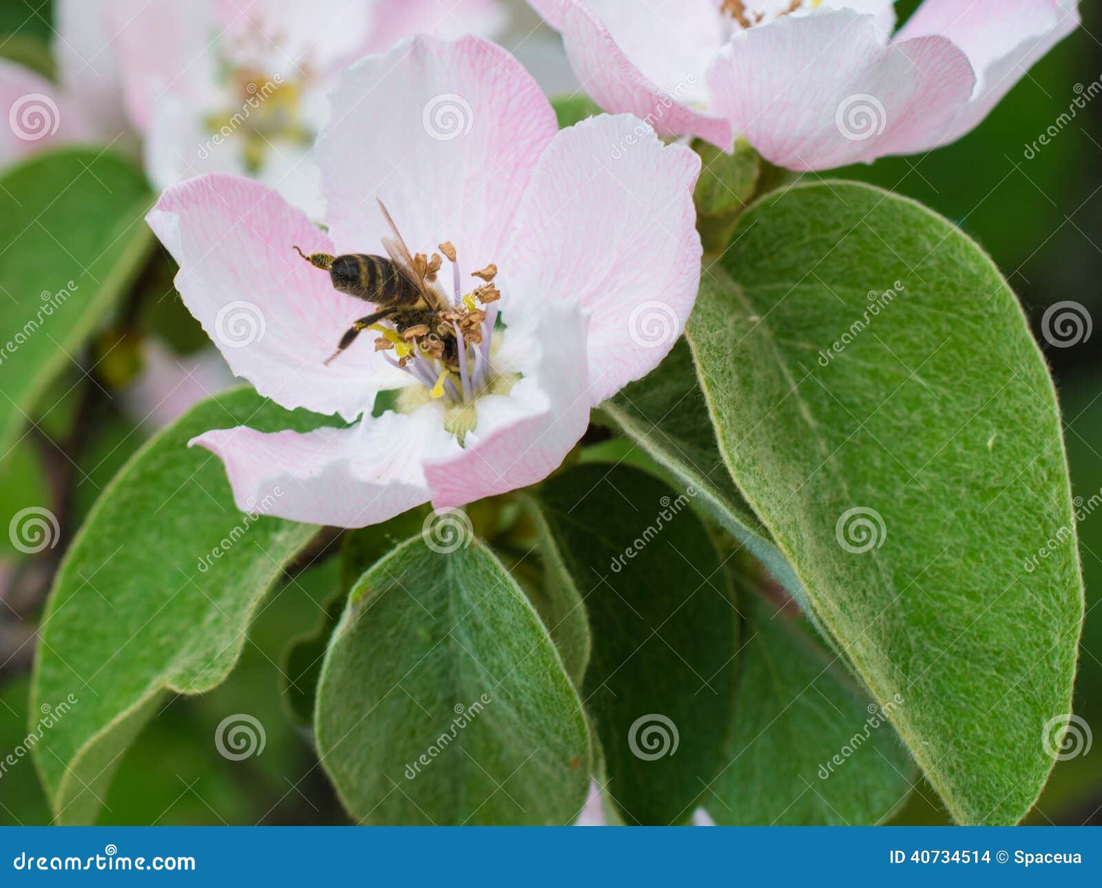 Honey Bee on Apple Tree Flower Blossom Stock Photo - Image of tree ...