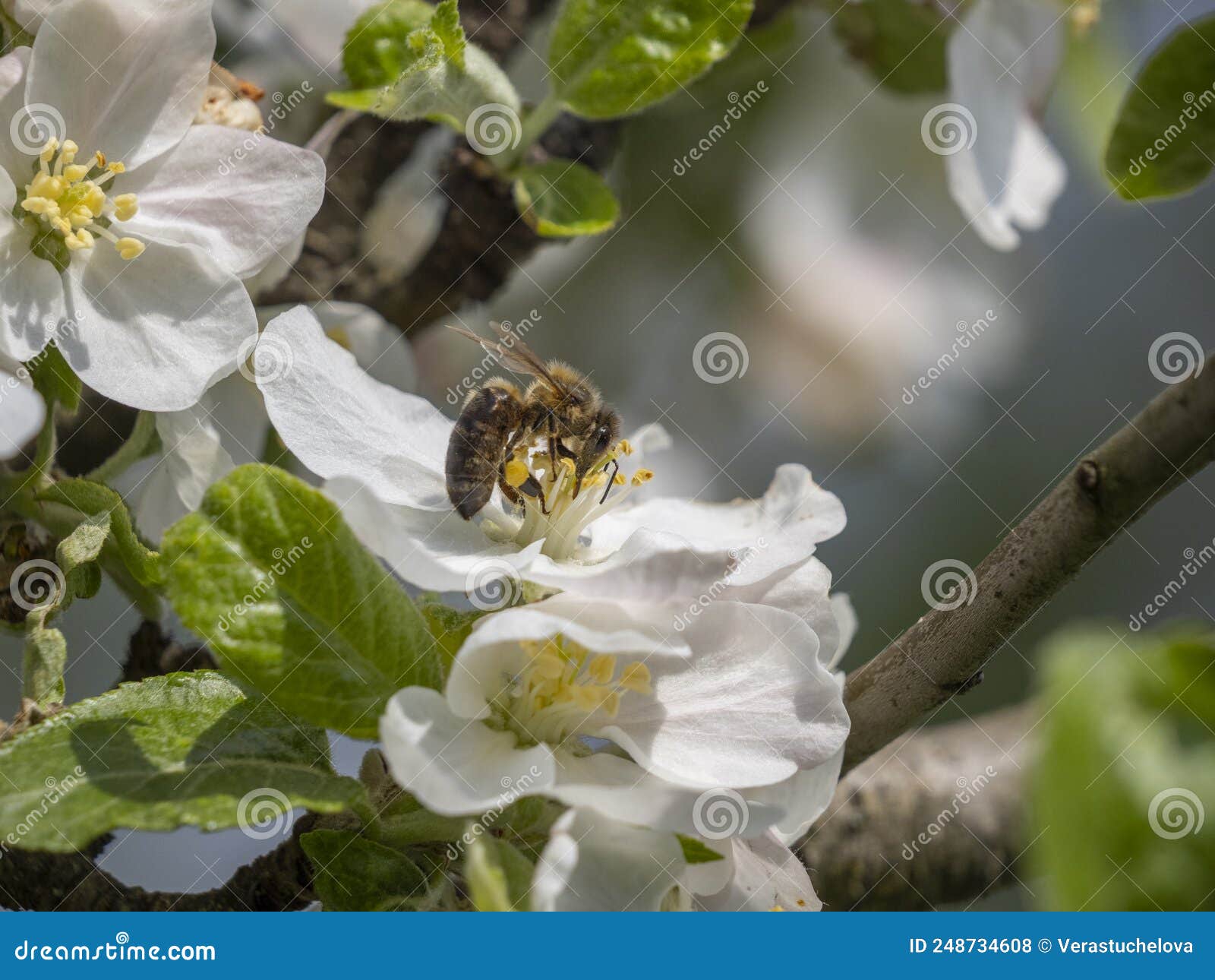 Honey Bee on Apple Tree Flowers Stock Photo - Image of apis, fear ...