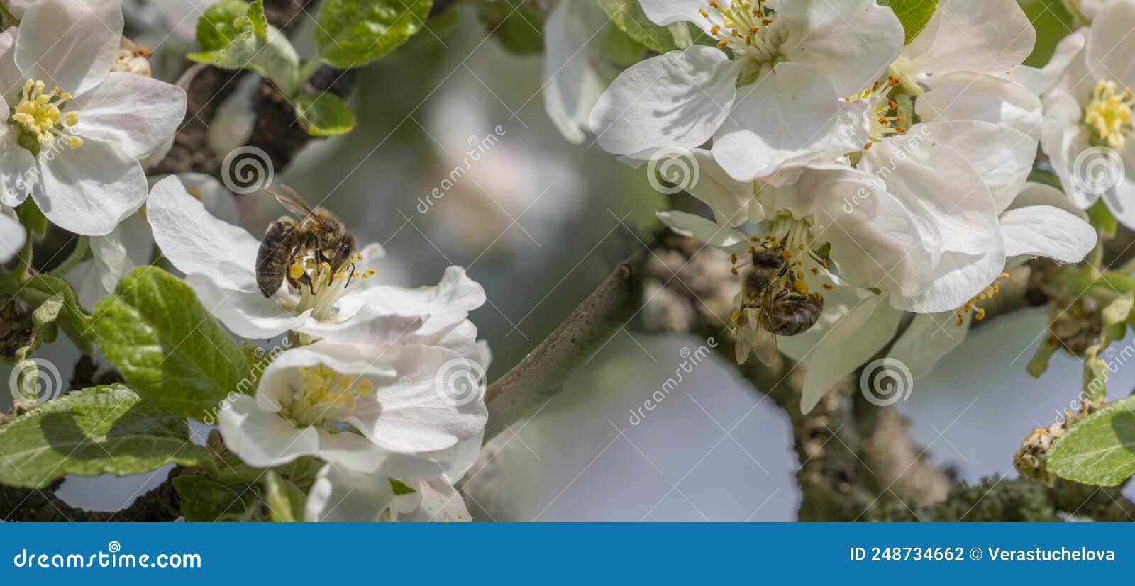 Honey Bee on Apple Tree Flowers Stock Photo - Image of apis ...