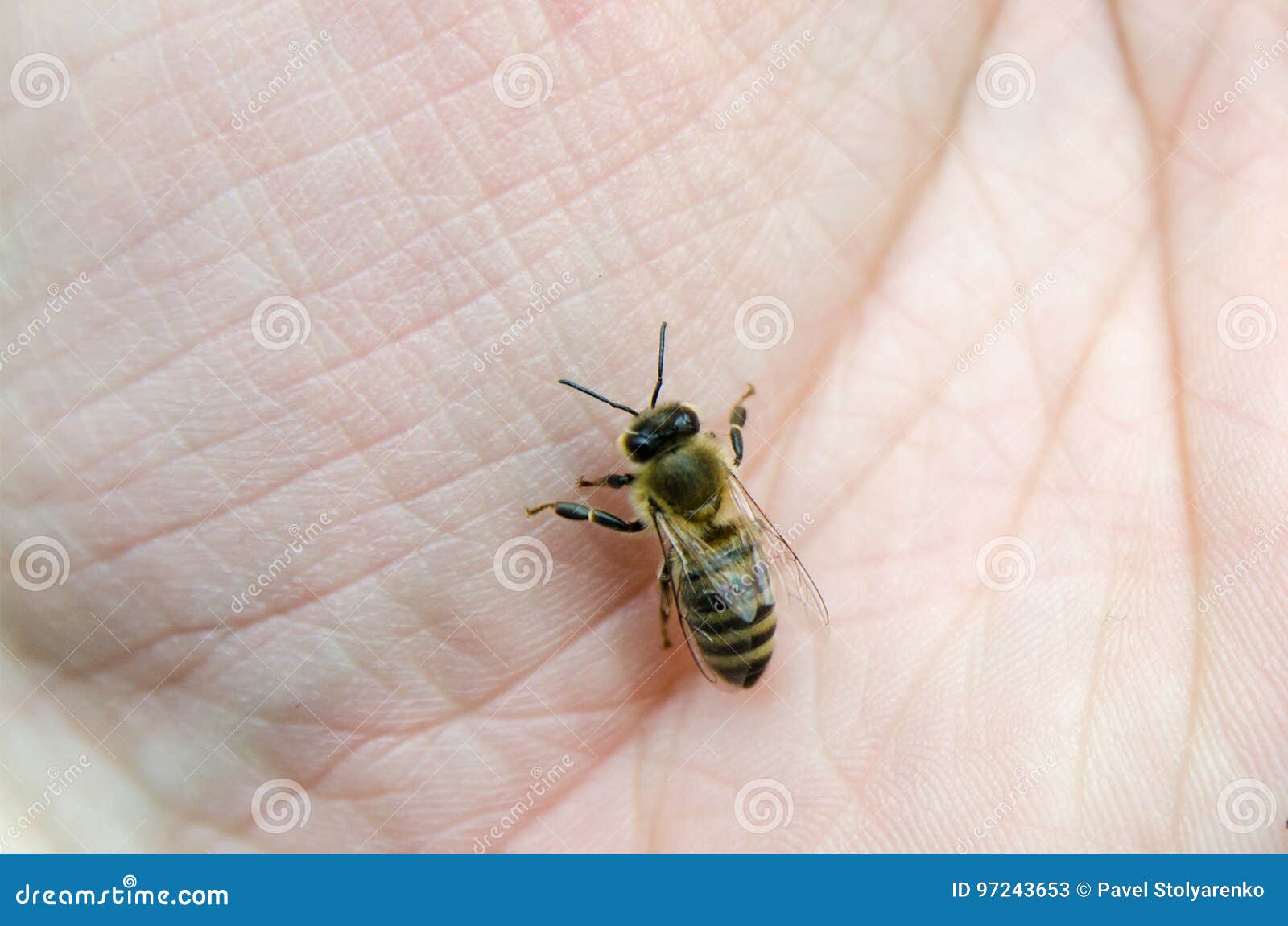 The honey bee on the arm stock image. Image of beautiful - 97243653
