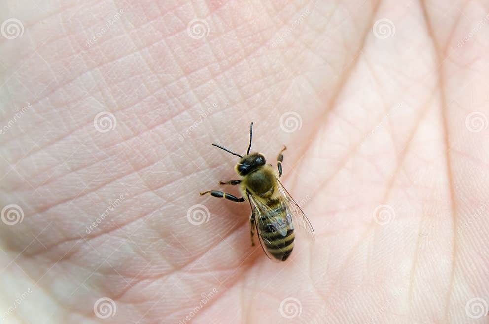 The honey bee on the arm stock image. Image of beautiful - 97243653