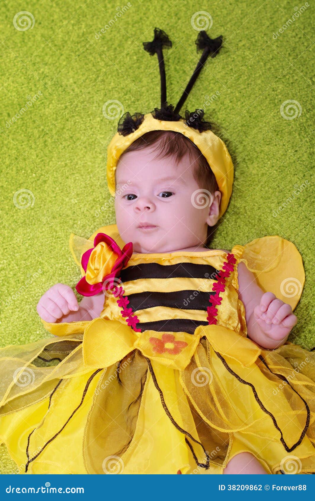 Honey Bee Baby photo stock. Image du créateur, drôle - 38209862