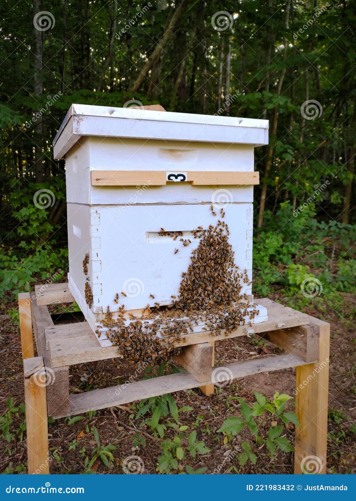 Honey Bee Bearding stock photo. Image of farming, bearding - 221983432