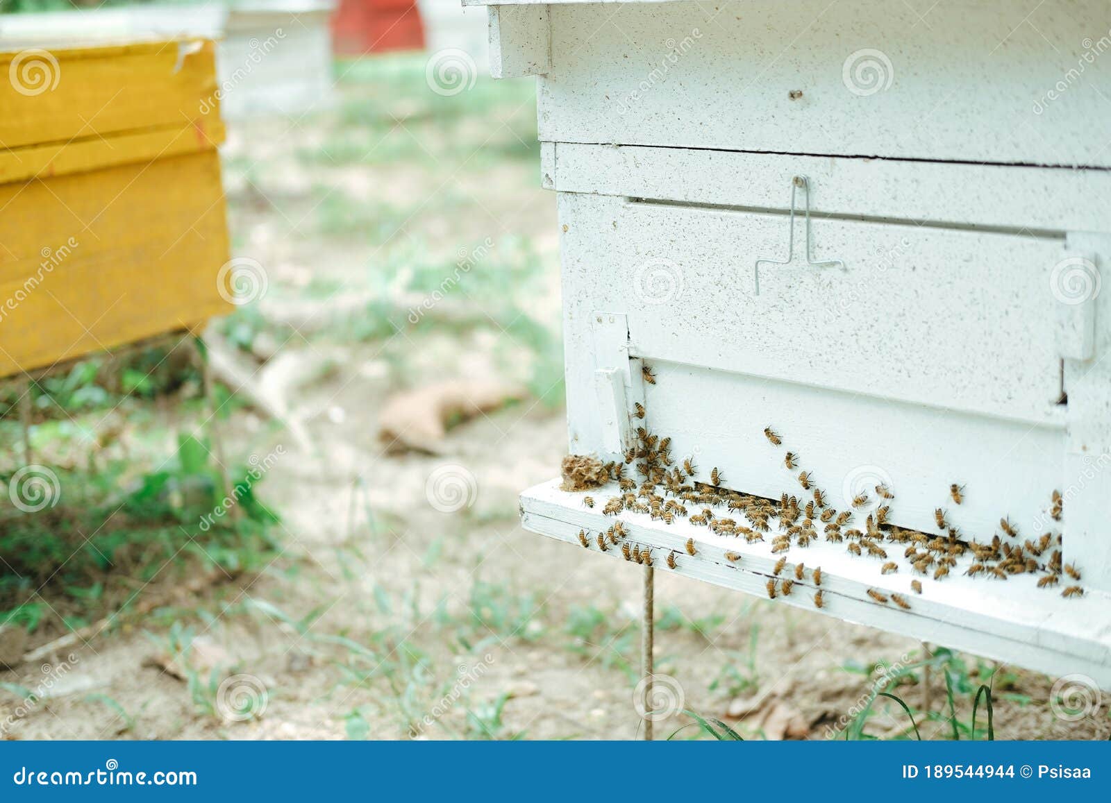 Honey Bee Beehive. Bees House Stock Photo - Image of natural, farm ...