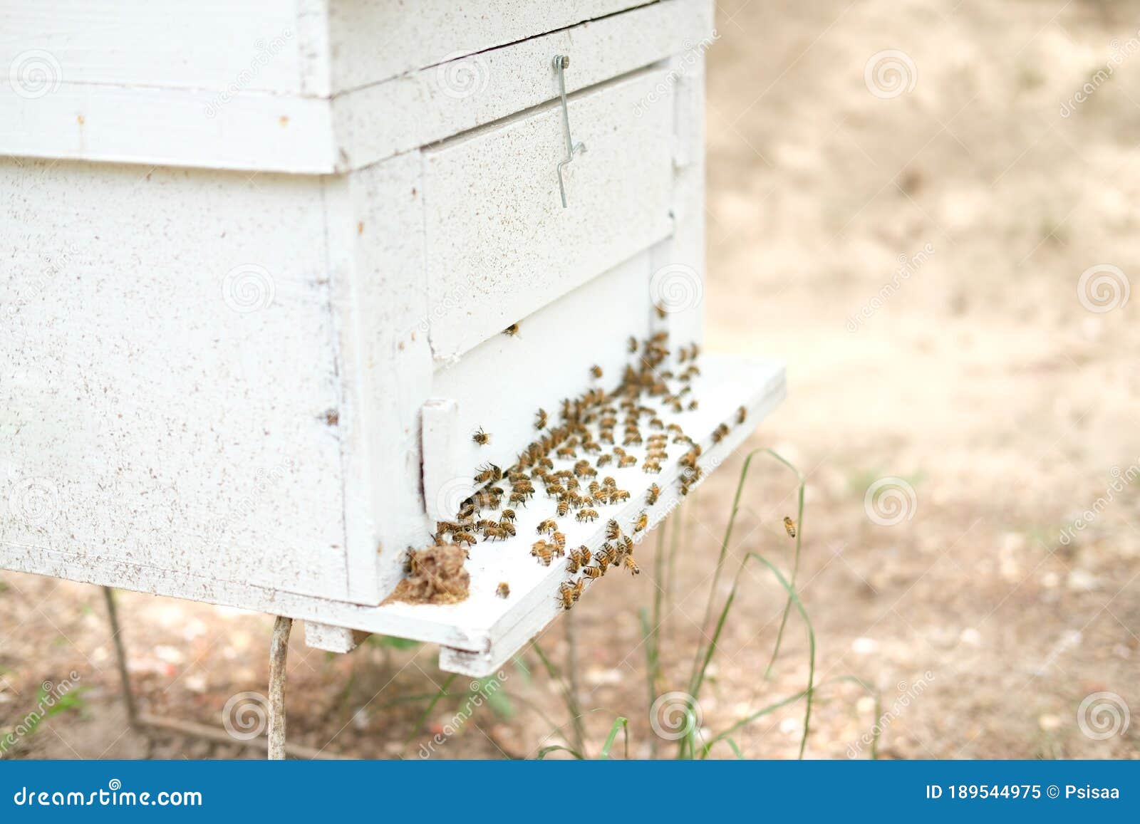 Honey Bee Beehive. Bees House Stock Image - Image of beehive, insect ...