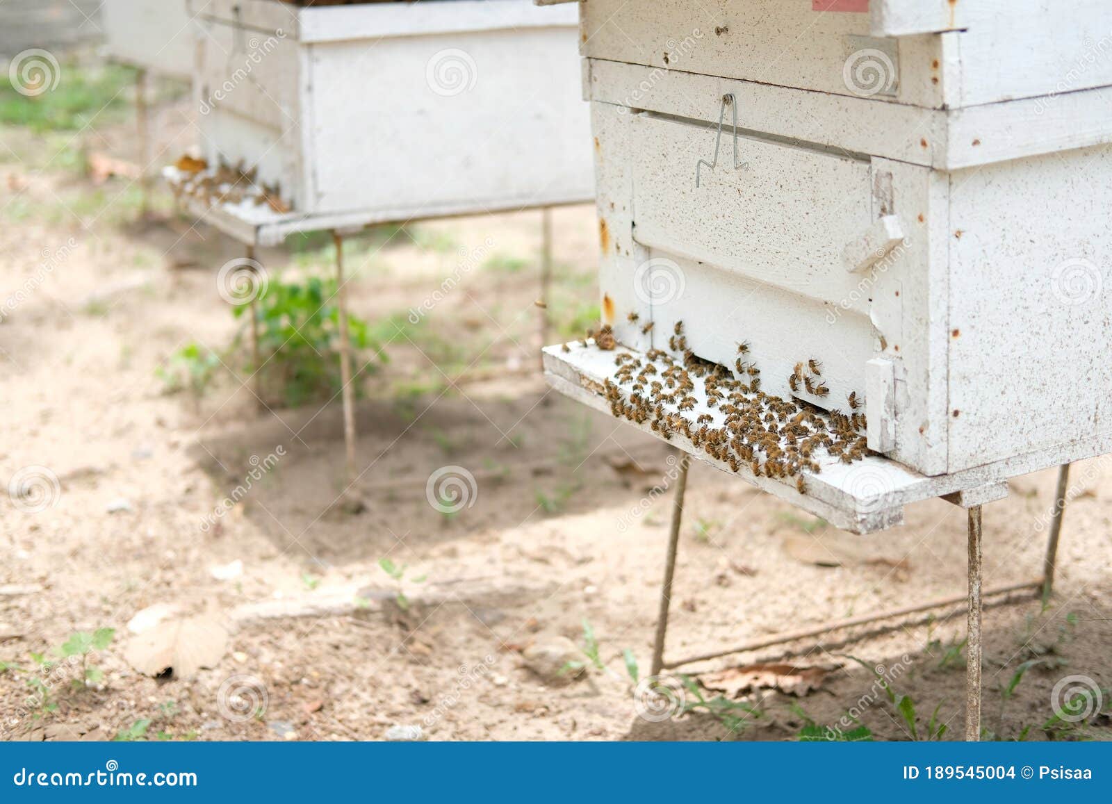 Honey Bee Beehive. Bees House Stock Photo - Image of environment, hive ...