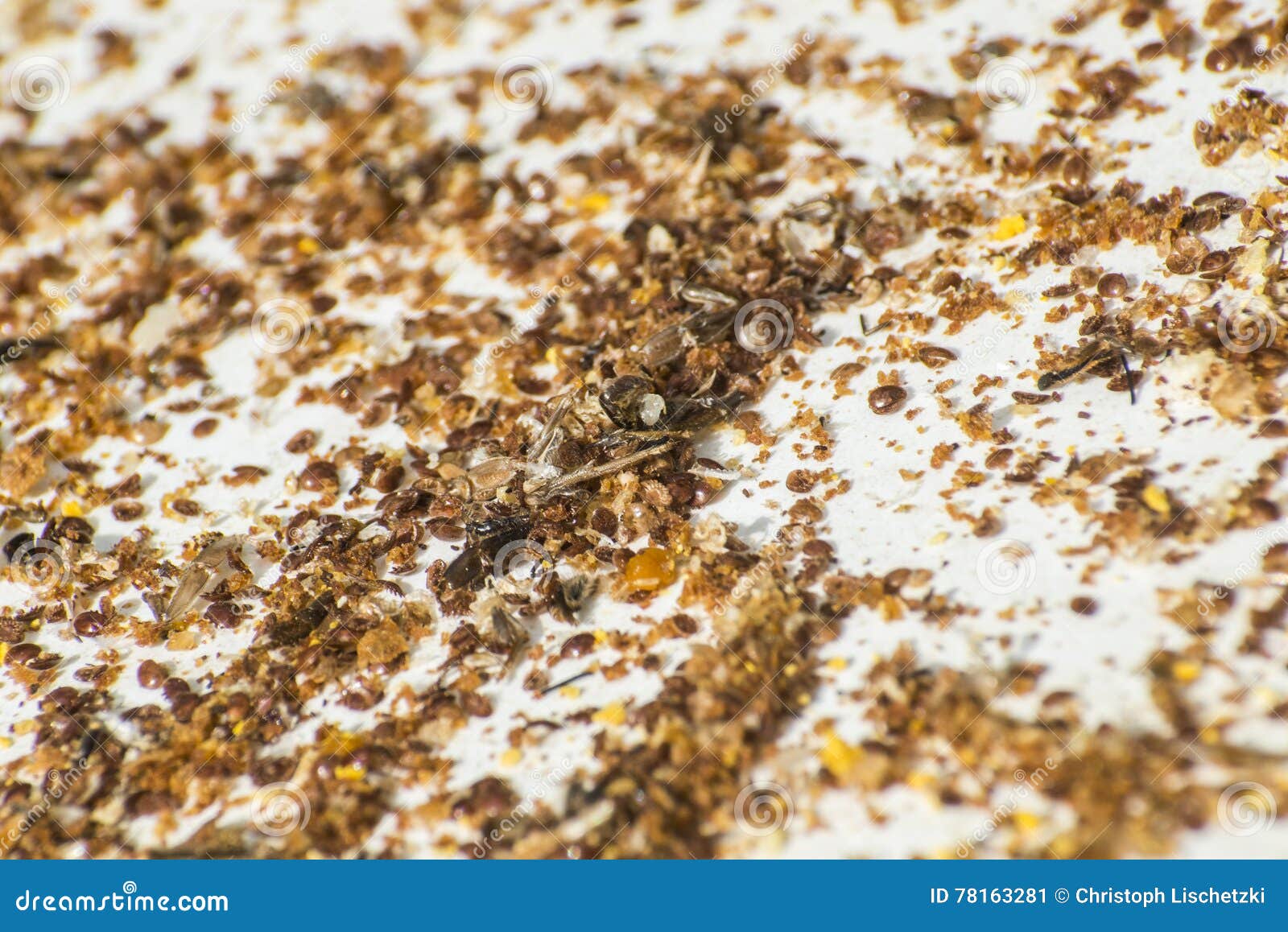 Honey Bee Beehive Residue Pollen Varroa Acarid Stock Image - Image of ...