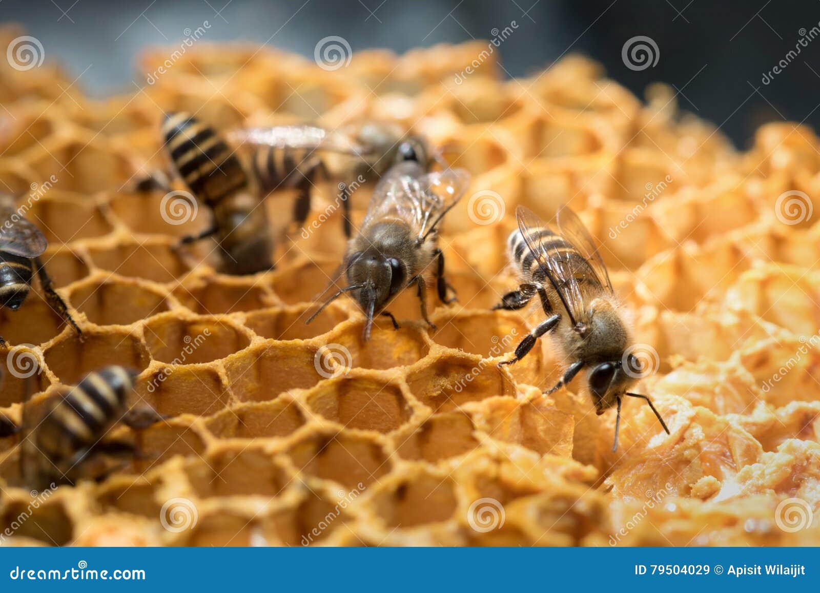Honey Bee and Beehive in Thailand. Stock Image - Image of herbicide ...