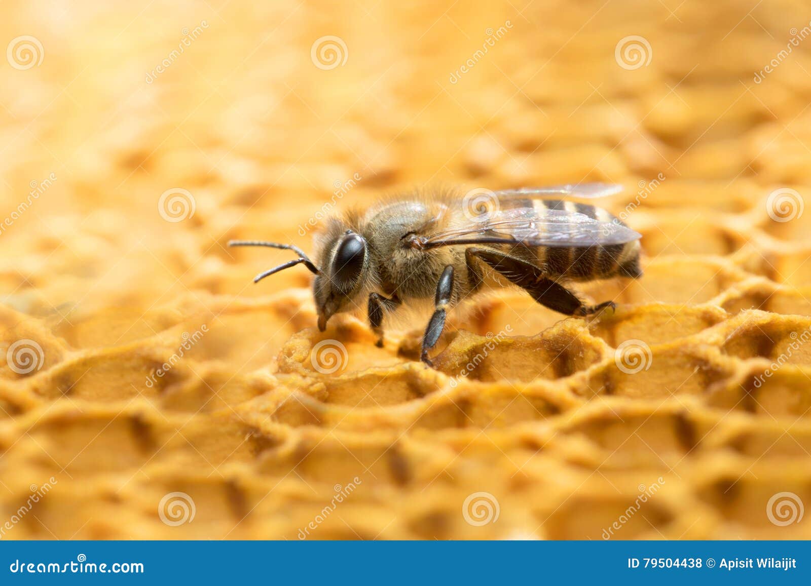 Honey Bee and Beehive in Thailand. Stock Photo - Image of garden ...