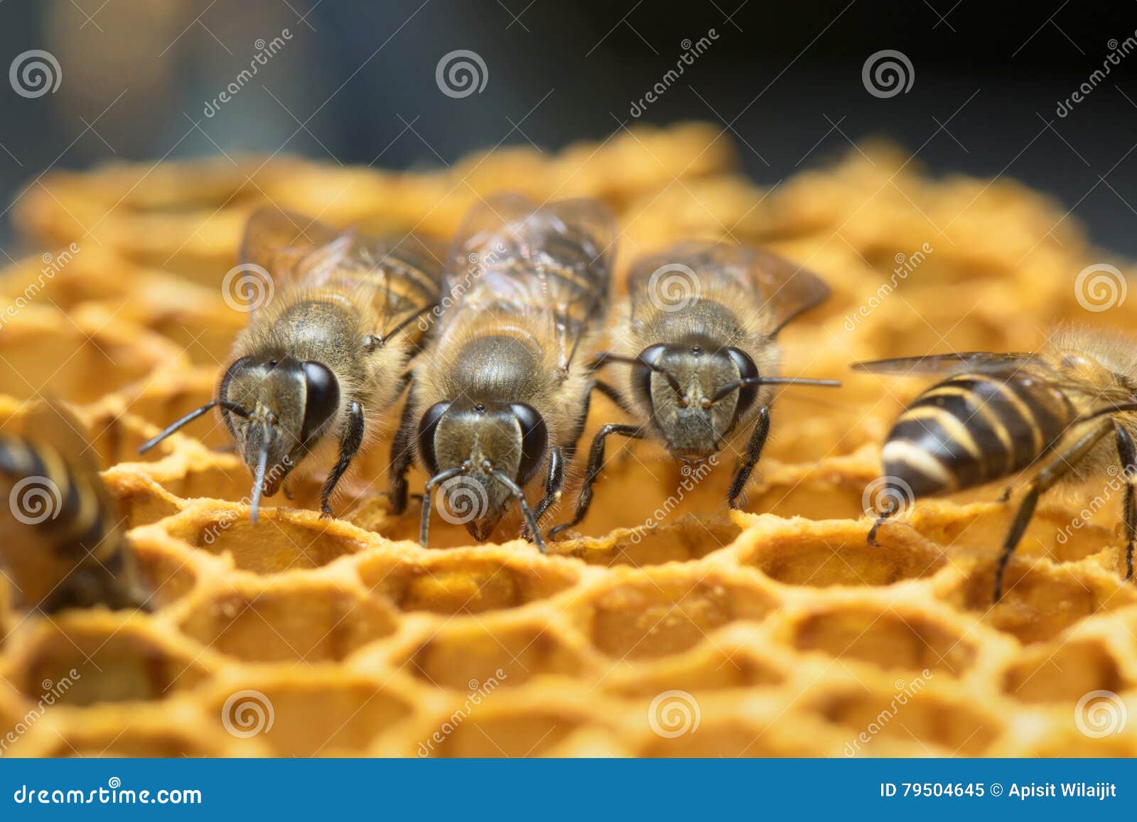 Honey Bee and Beehive in Thailand. Stock Image - Image of objects ...