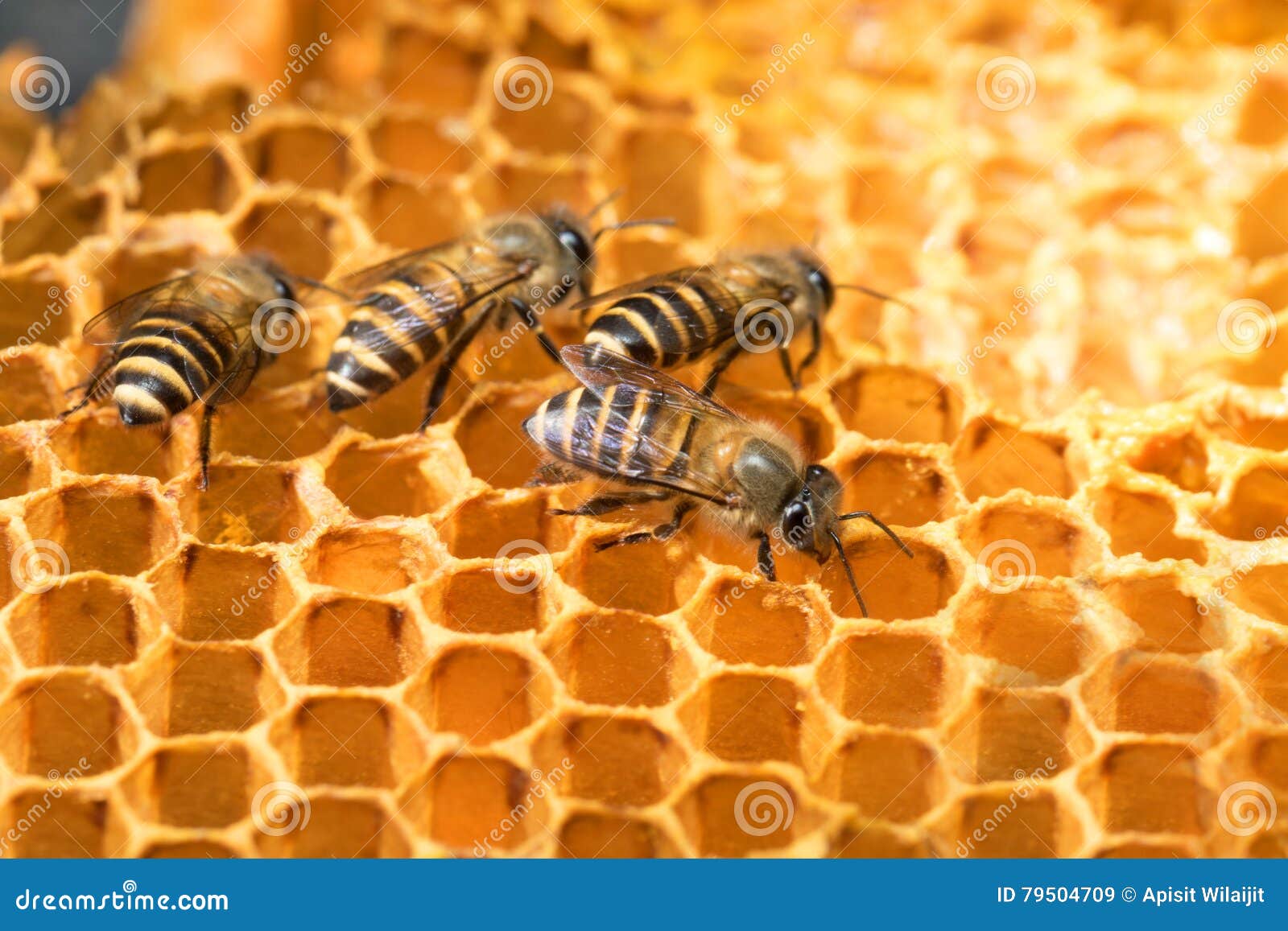 Honey Bee and Beehive in Thailand. Stock Image - Image of farming ...