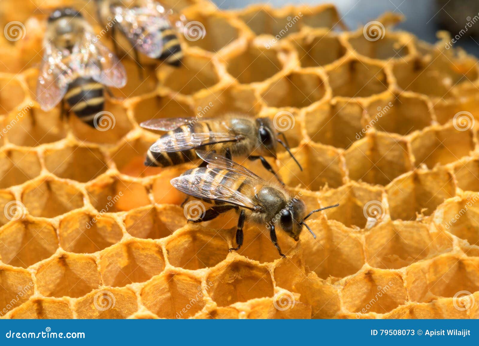 Honey Bee and Beehive in Thailand. Stock Image - Image of nature, field ...