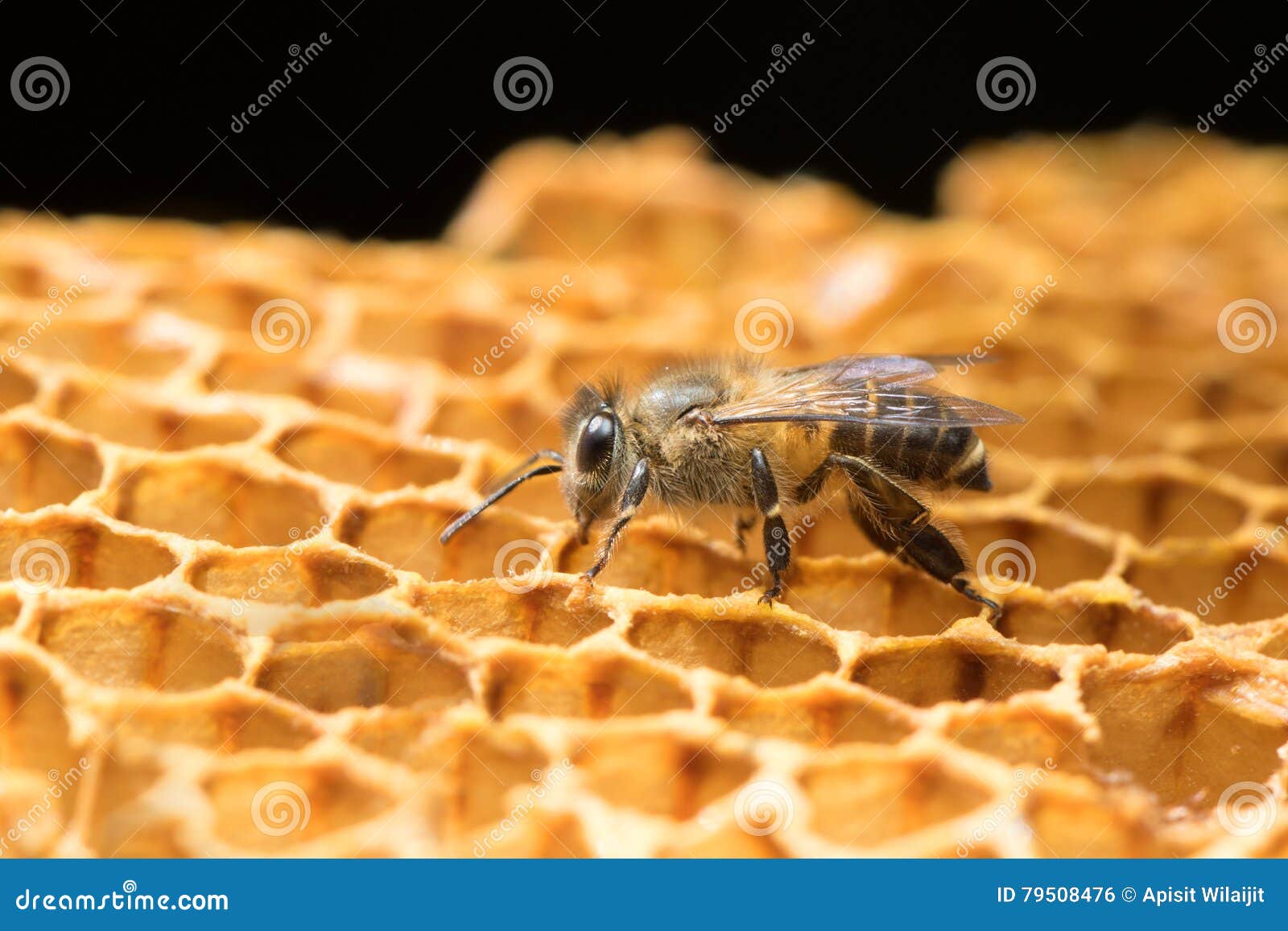 Honey Bee and Beehive in Thailand. Stock Photo - Image of animals ...