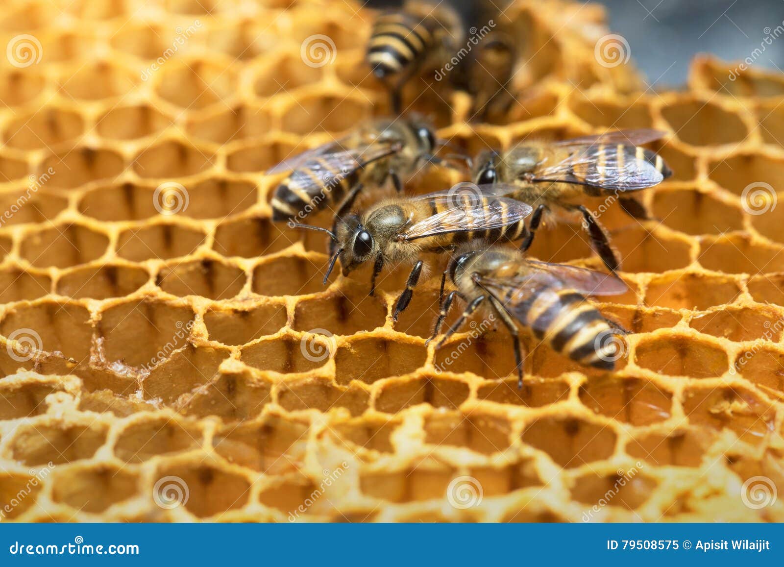 Honey Bee and Beehive in Thailand. Stock Image - Image of eating, field ...