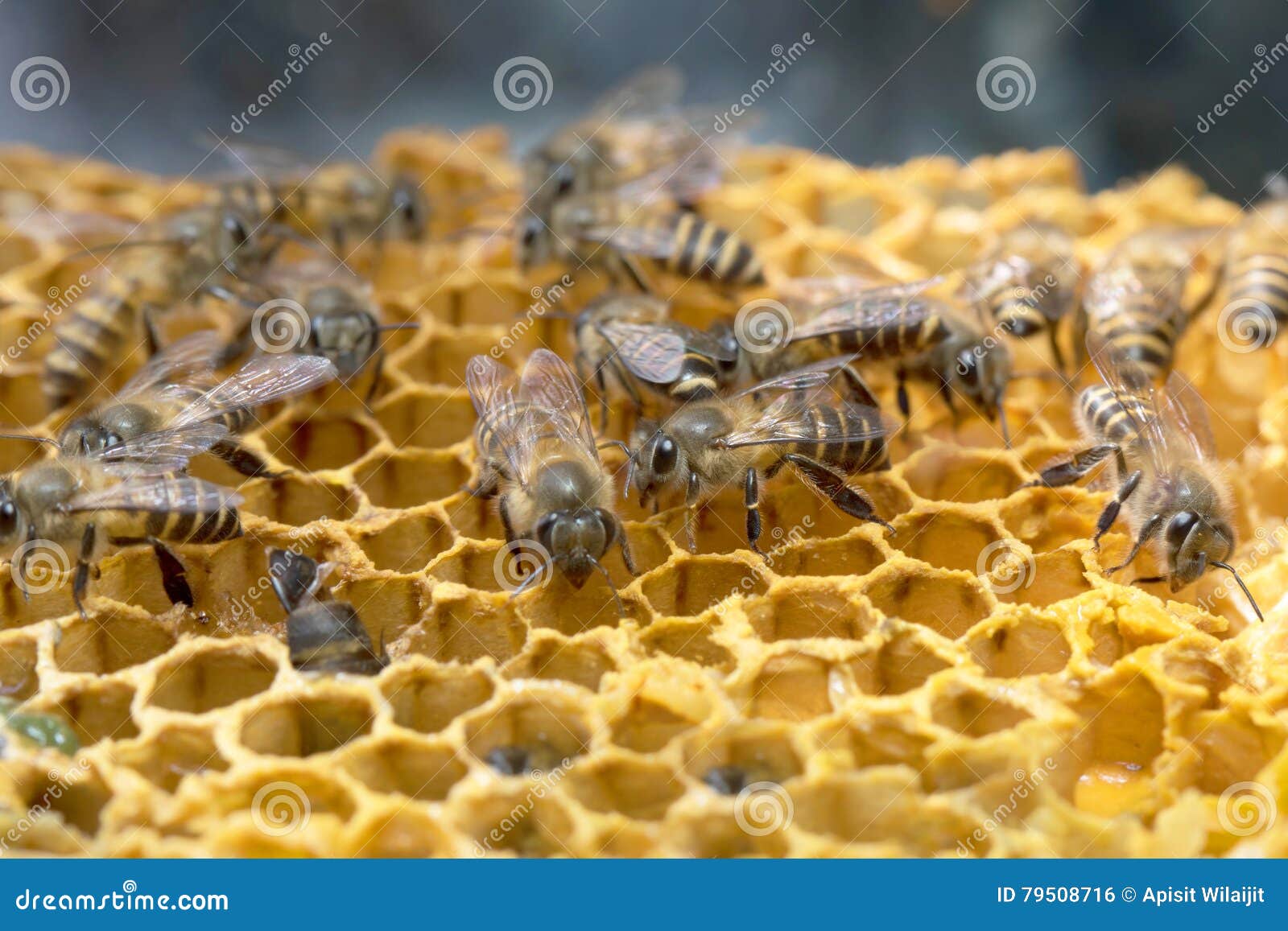 Honey Bee and Beehive in Thailand. Stock Photo - Image of environment ...